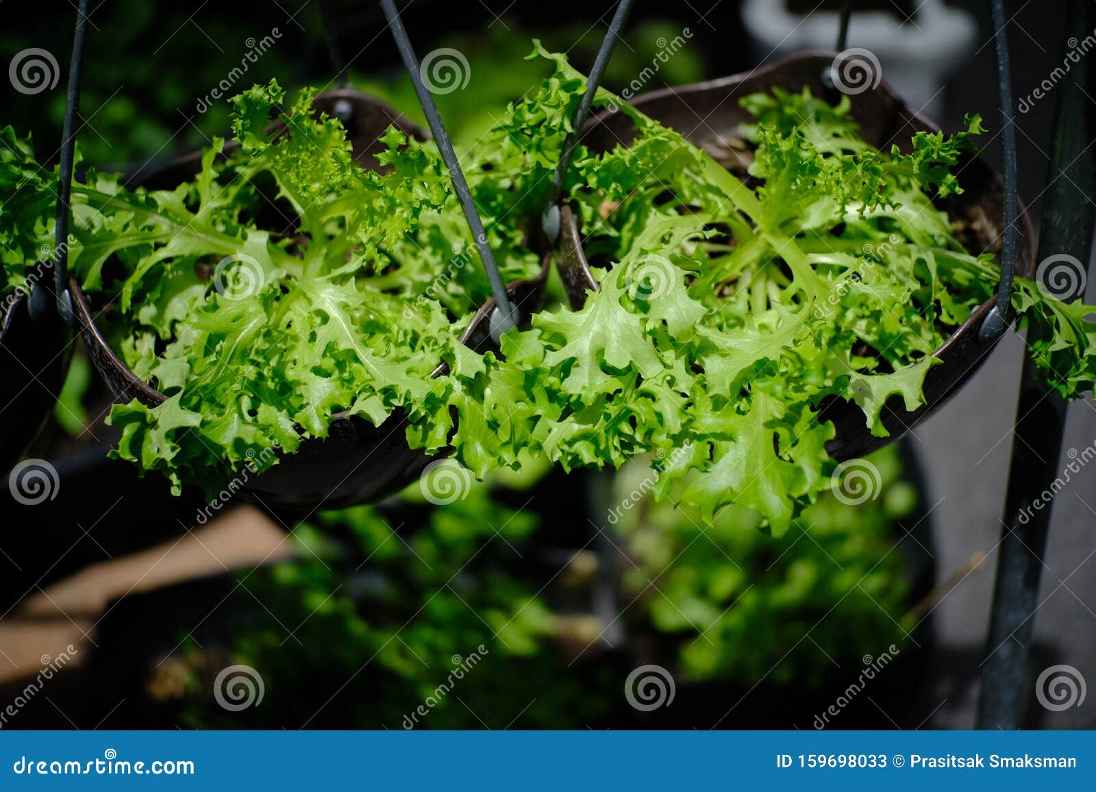 Green vegetables stock image. Image of leafy, vegetables - 159698033