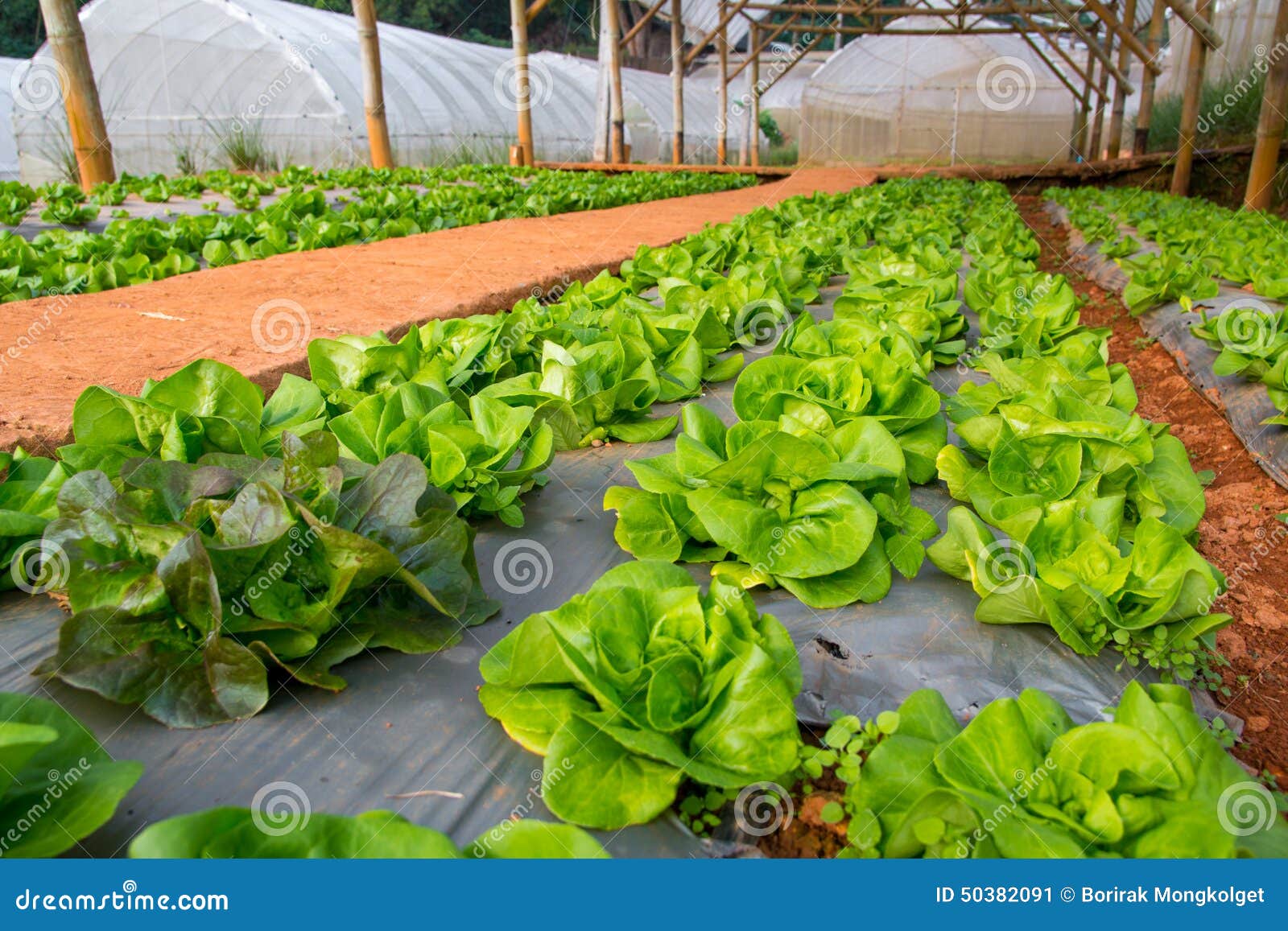 Green Vegetables Growing in the Farm Stock Image - Image of farm ...