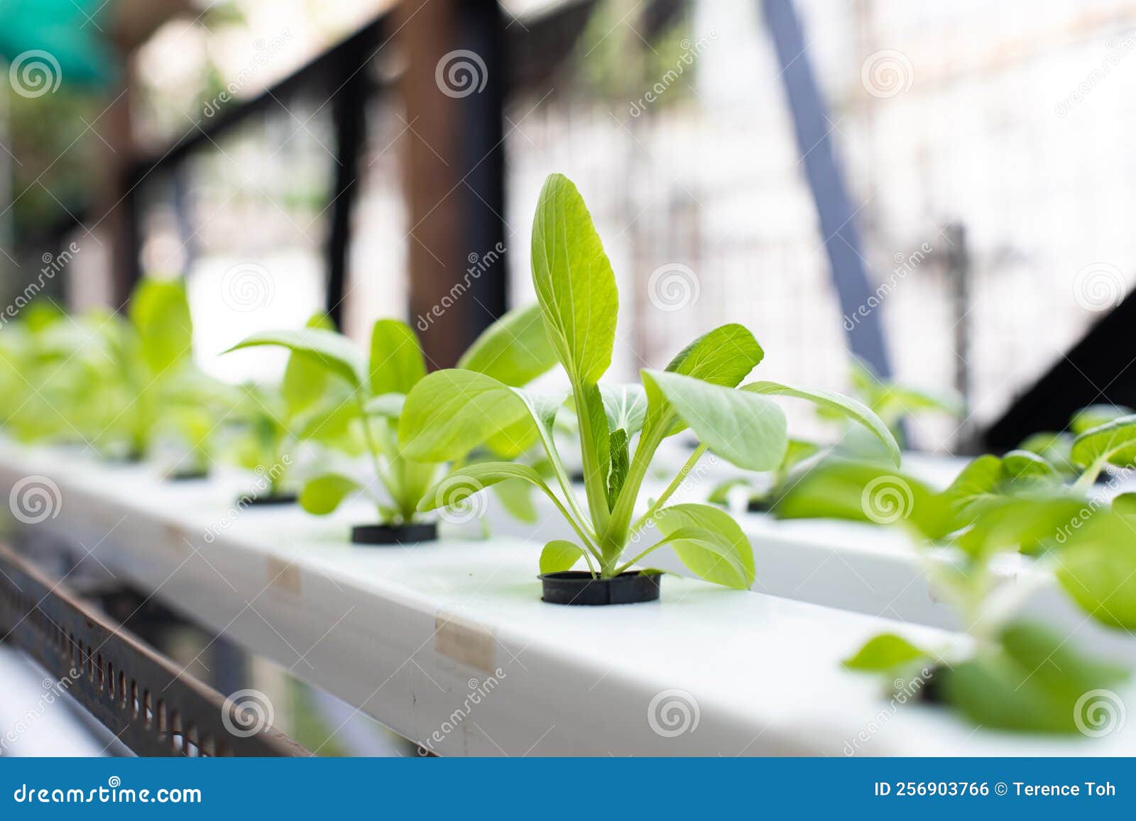 Green Vegetables Planted Using the Hydroponic Method Stock Photo ...