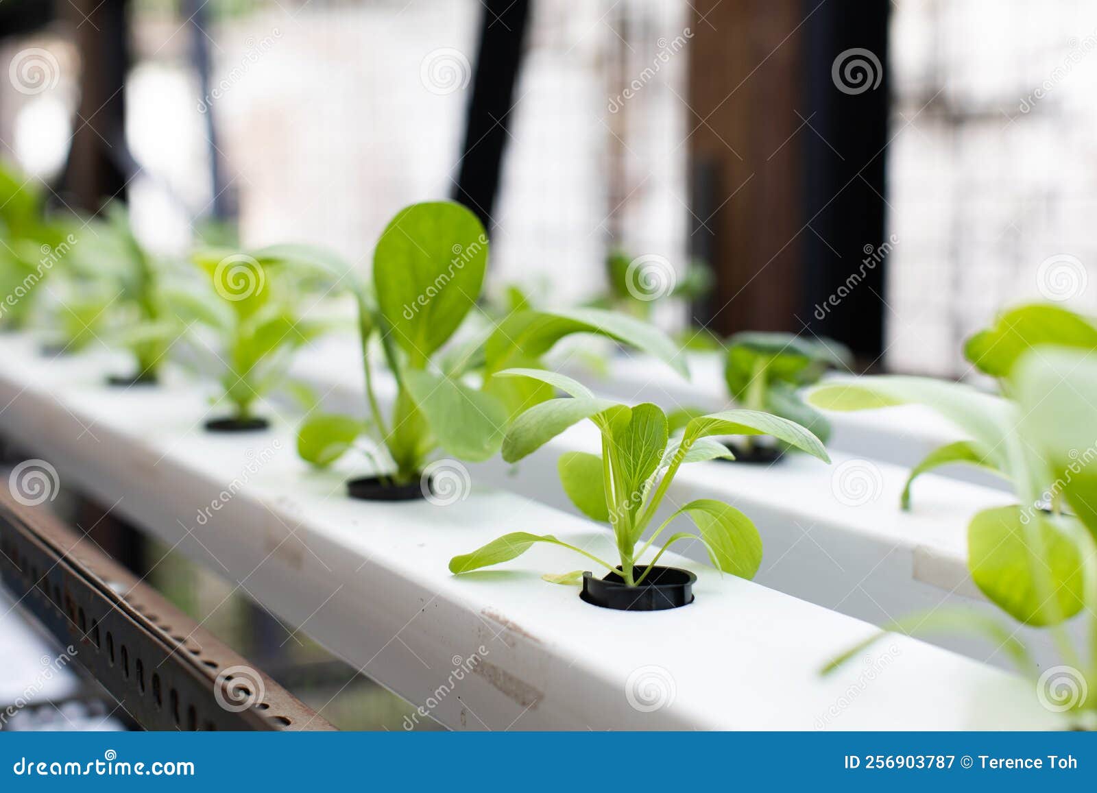 Green Vegetables Planted Using the Hydroponic Method Stock Image ...