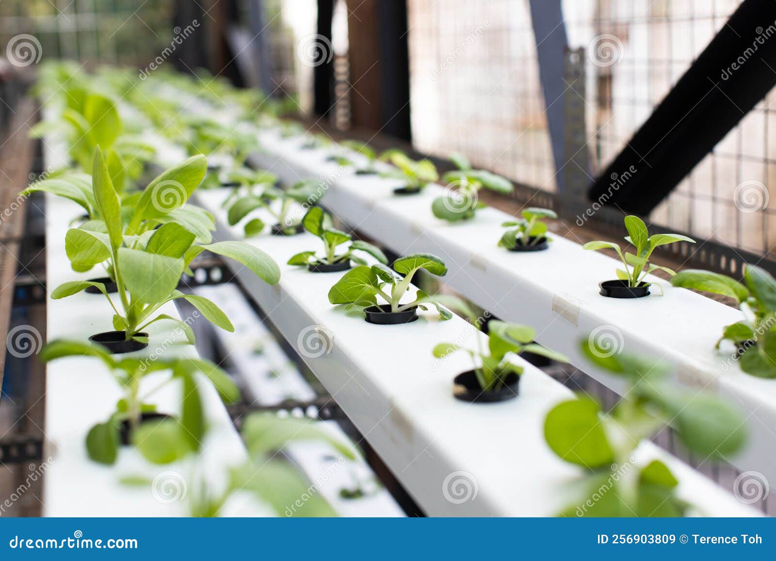 Green Vegetables Planted Using the Hydroponic Method Stock Image ...
