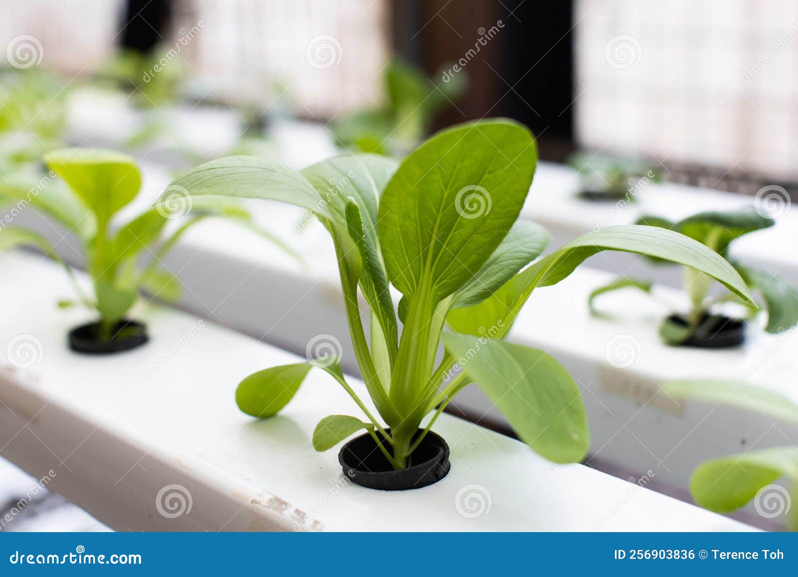 Green Vegetables Planted Using the Hydroponic Method Stock Photo ...