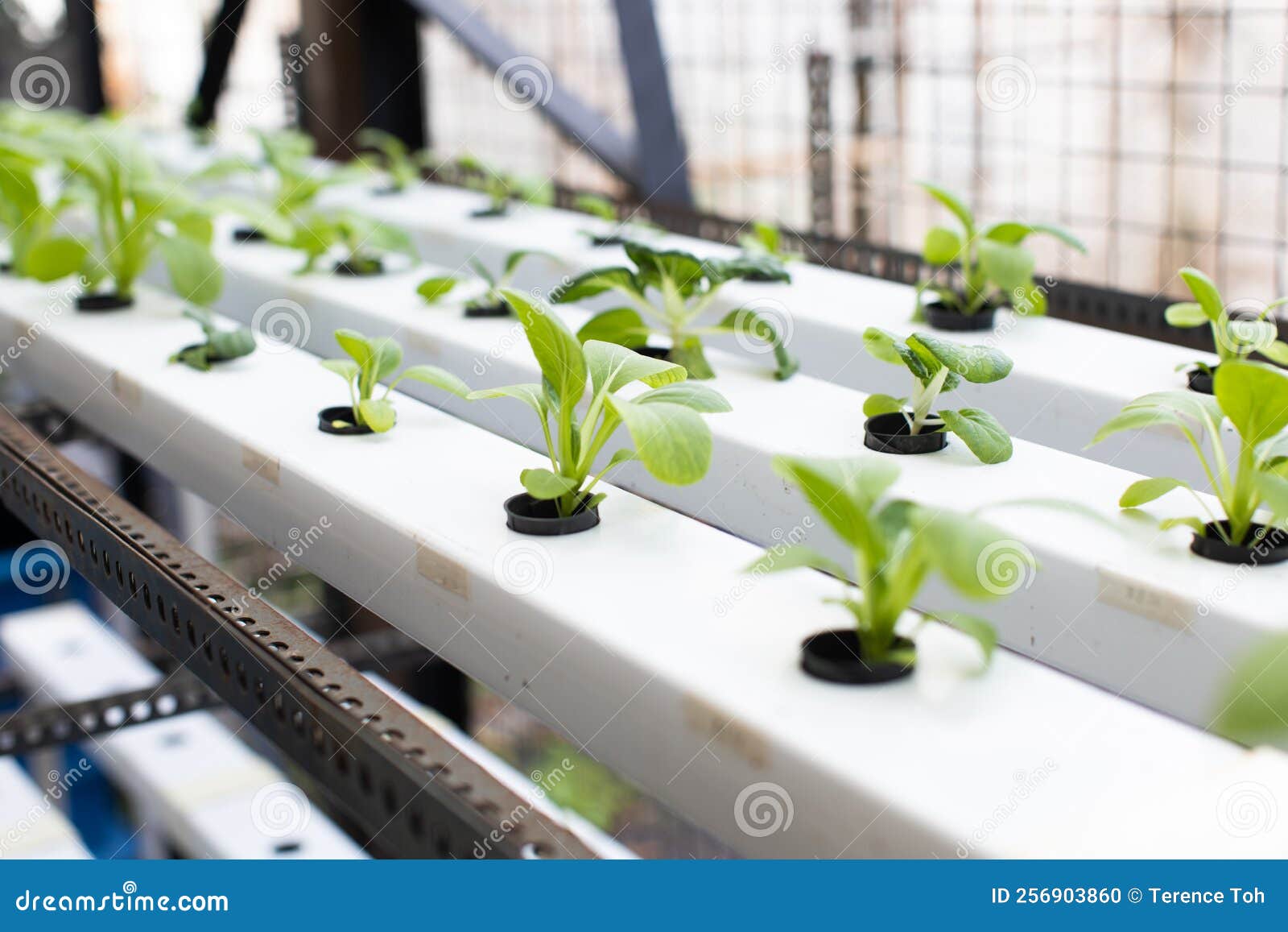 Green Vegetables Planted Using the Hydroponic Method Stock Photo ...