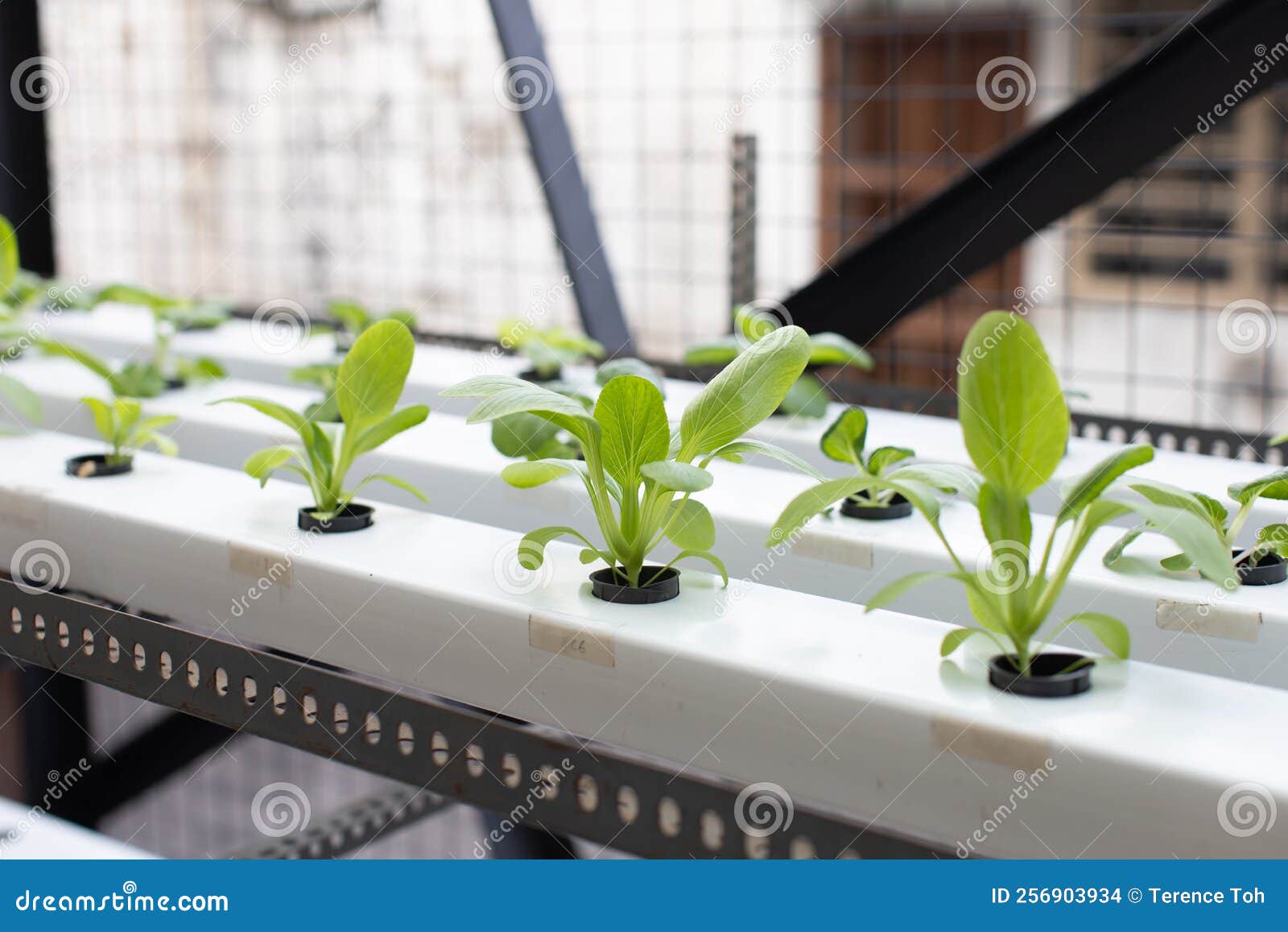 Green Vegetables Planted Using the Hydroponic Method Stock Photo ...