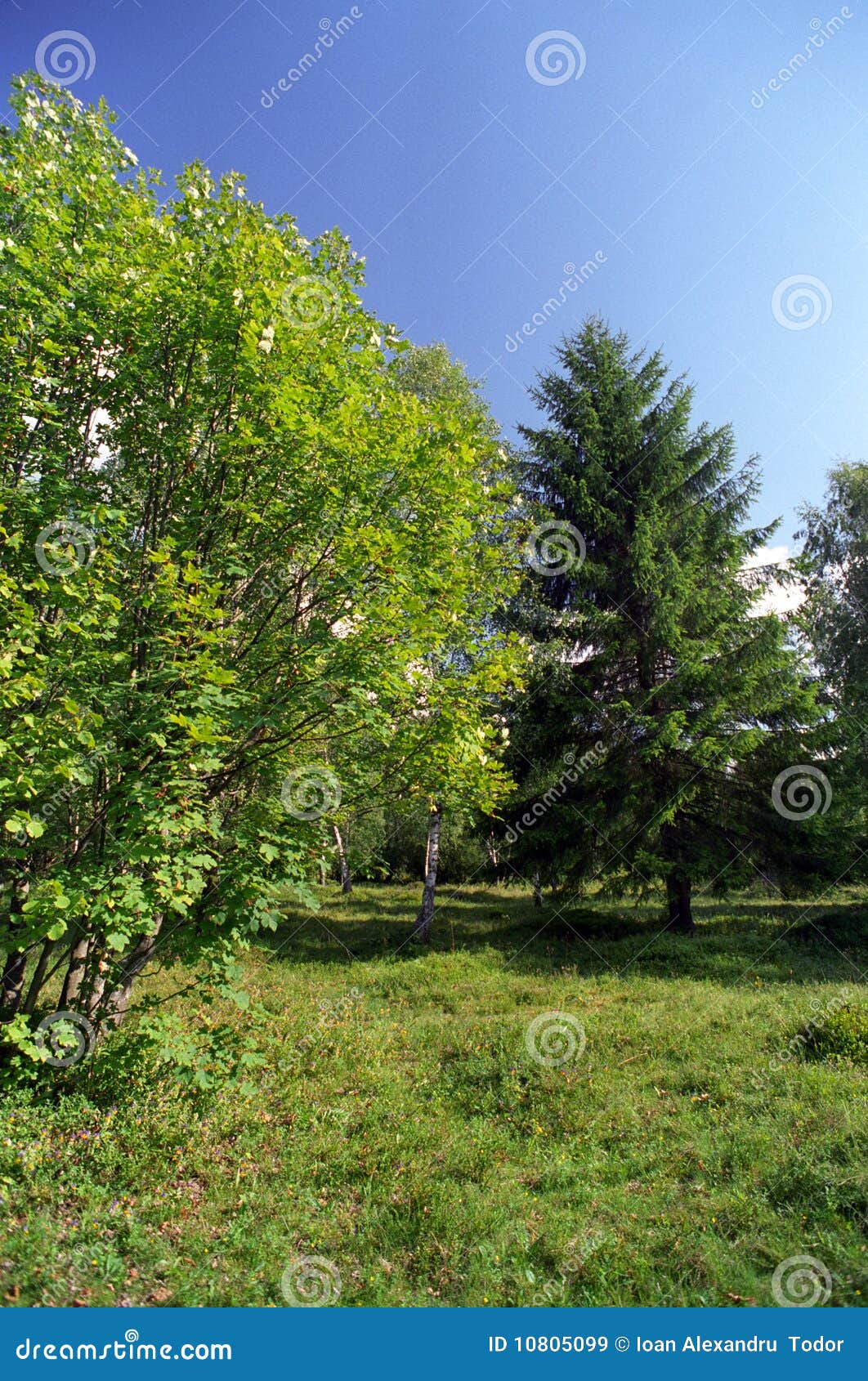 Green vegetation stock image. Image of birchtrees, detail - 10805099