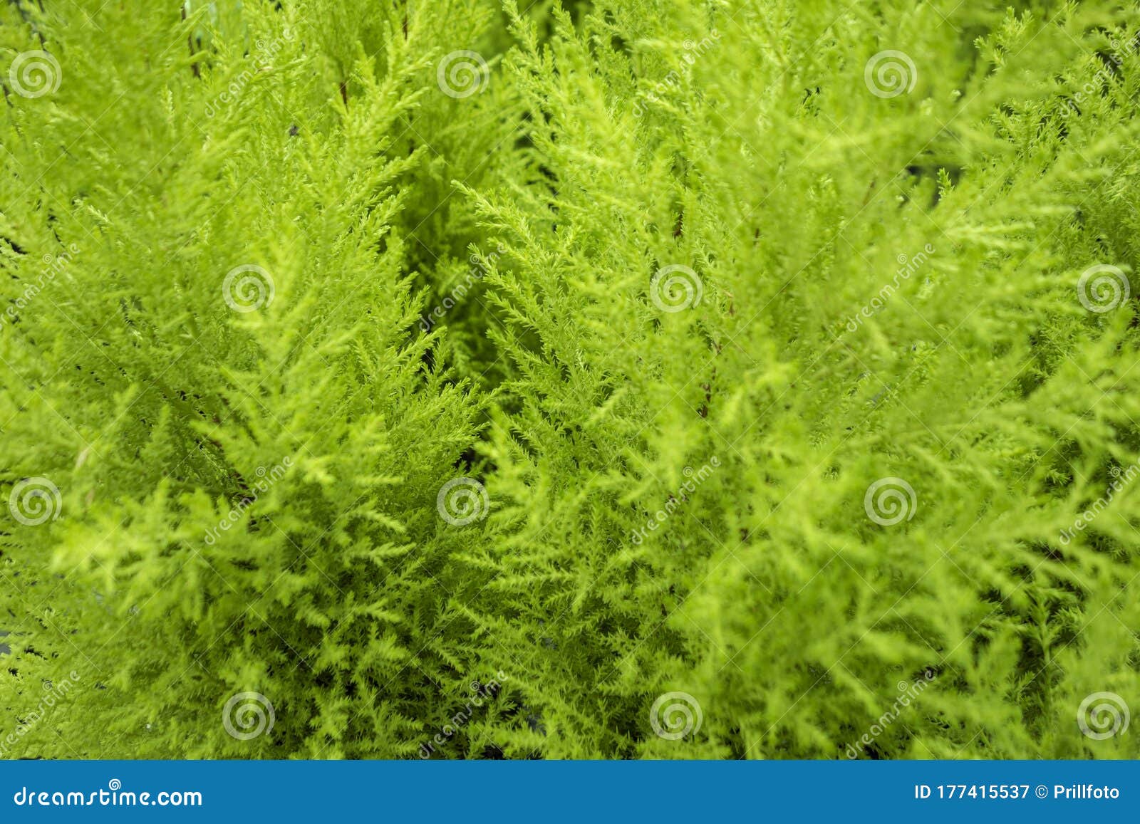 Green Vegetation Background Stock Image - Image of fine, nature: 177415537