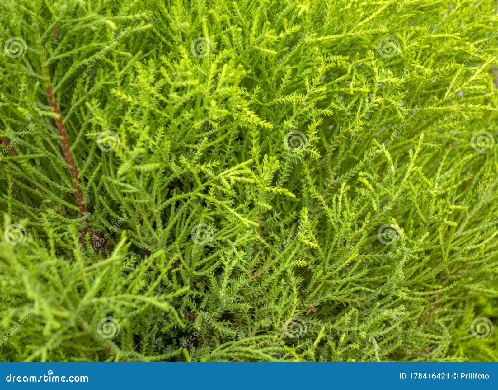 Green Vegetation Background Stock Image - Image of fine, backdrop ...