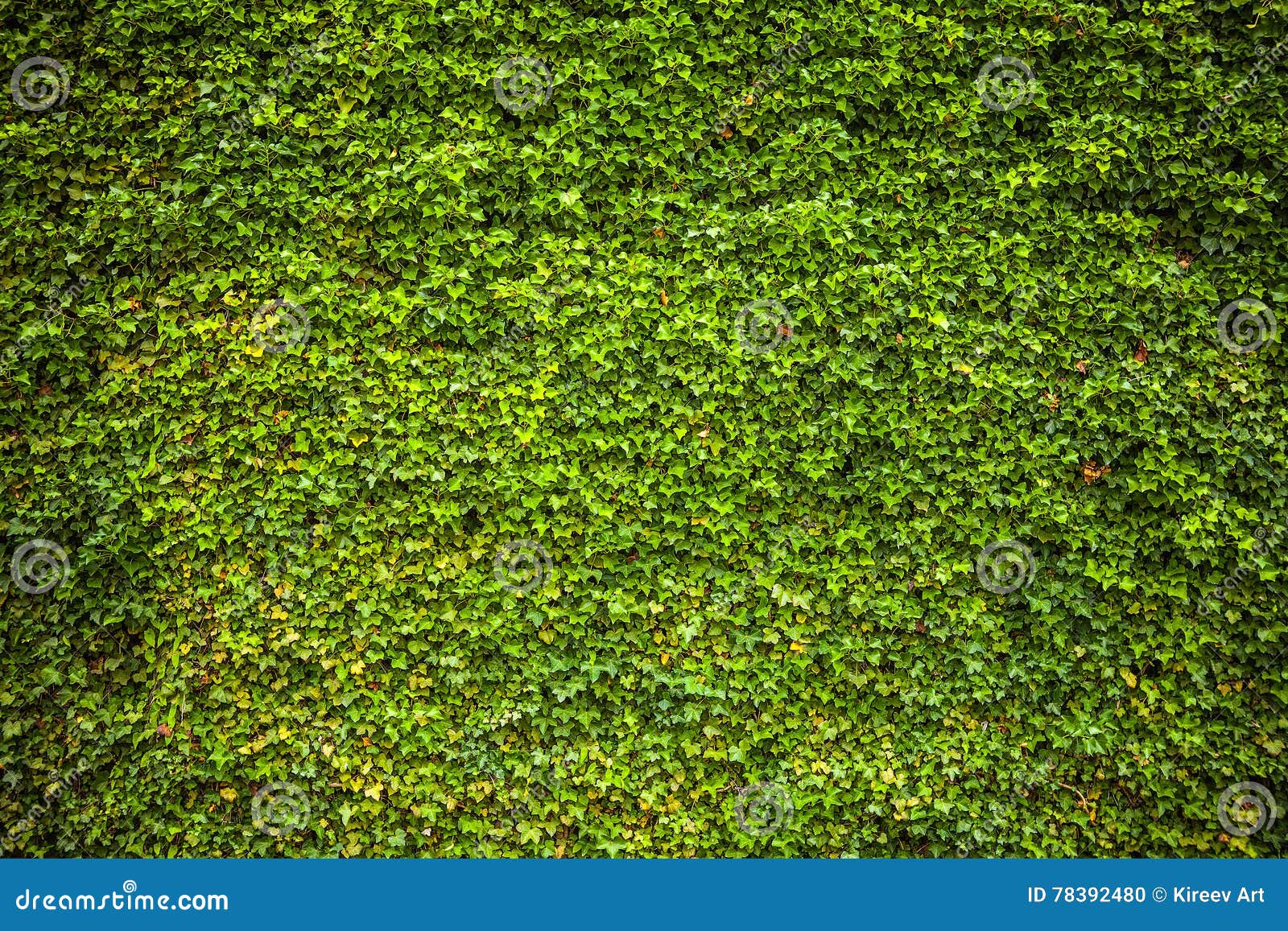 Green Vegetation Background. Photo Stock Photo - Image of flora ...