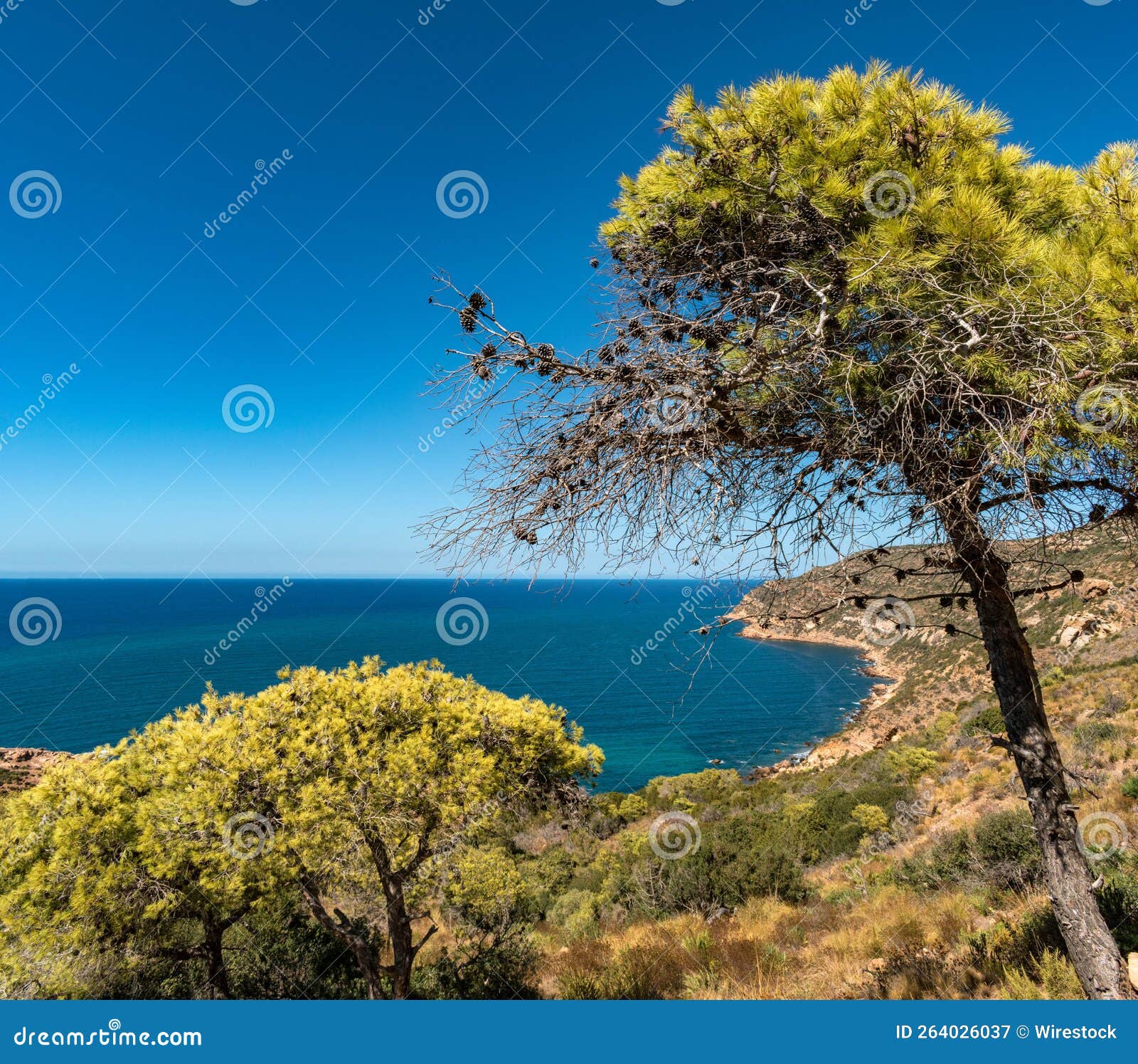 Vegetation Growing on the Coast of Korbous in Tunisia Stock Image ...