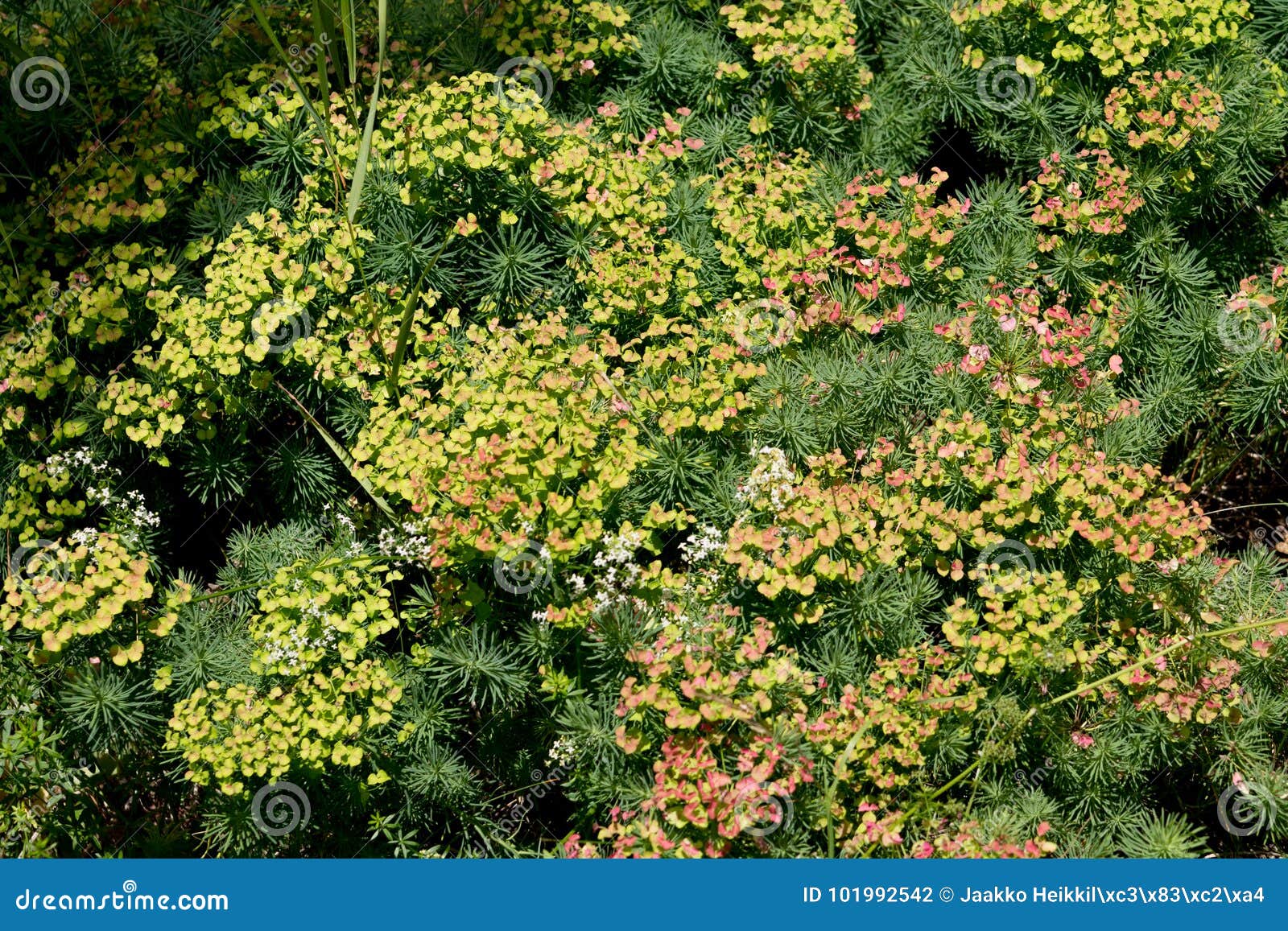 Green vegetation texture stock photo. Image of plant - 101992542