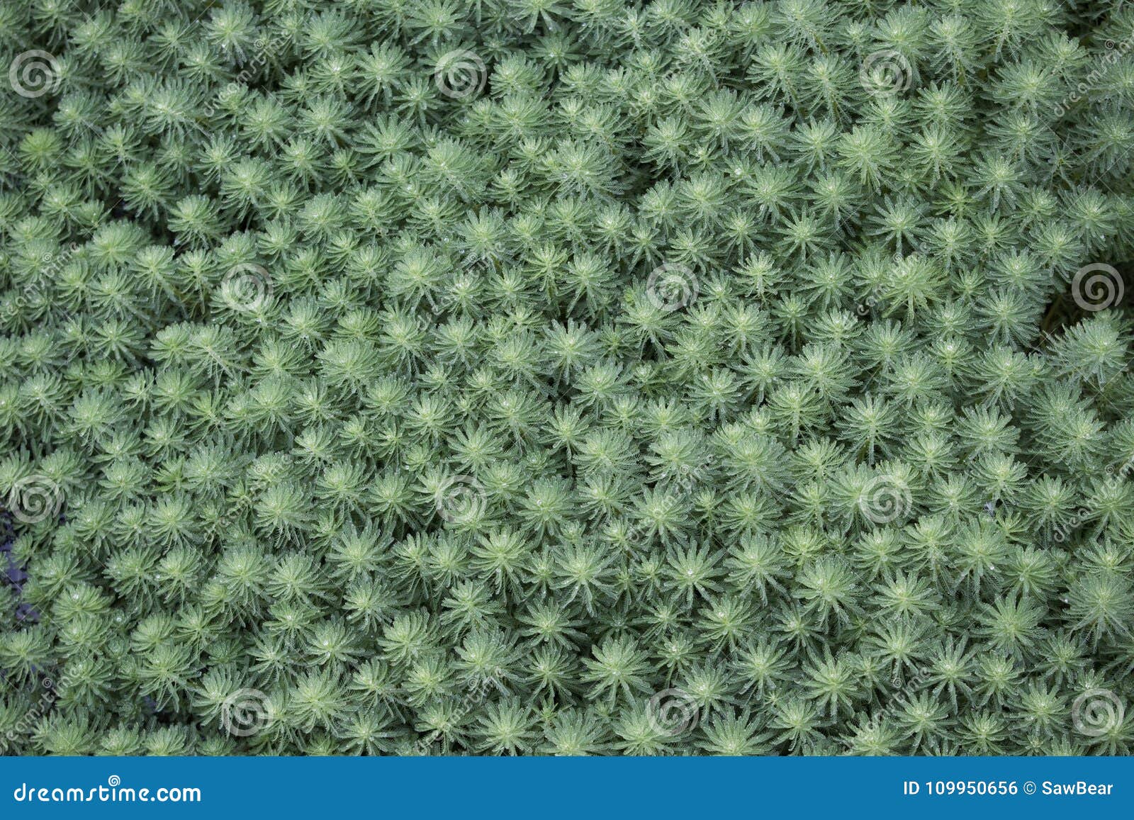 Green Vegetation Texture Background Pattern Stock Photo - Image of ...