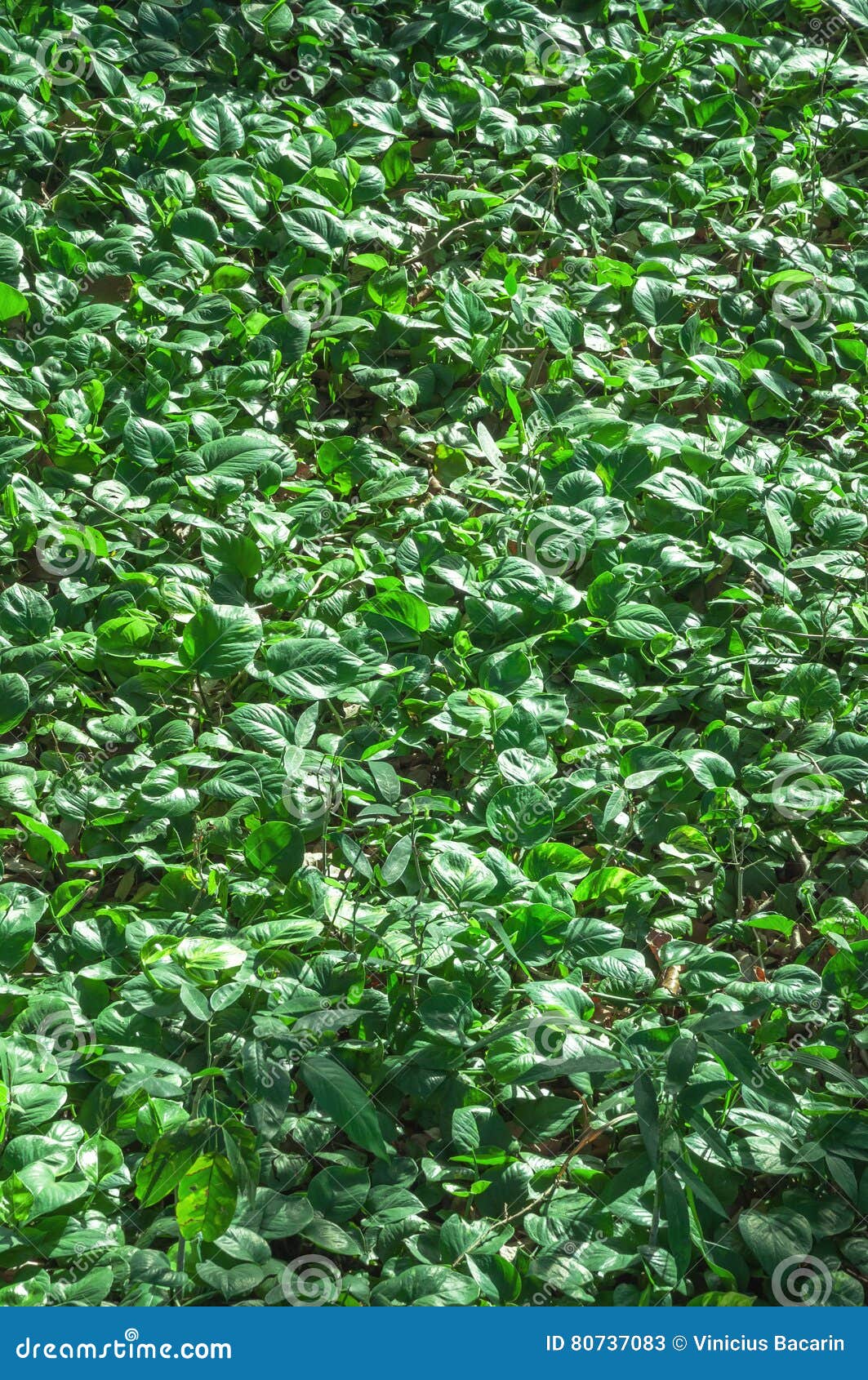 Green vegetation texture. stock image. Image of grove - 80737083