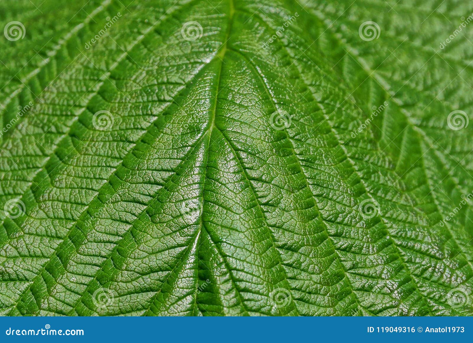 Green Vegetative Texture from a Large Leaf Stock Photo - Image of ...
