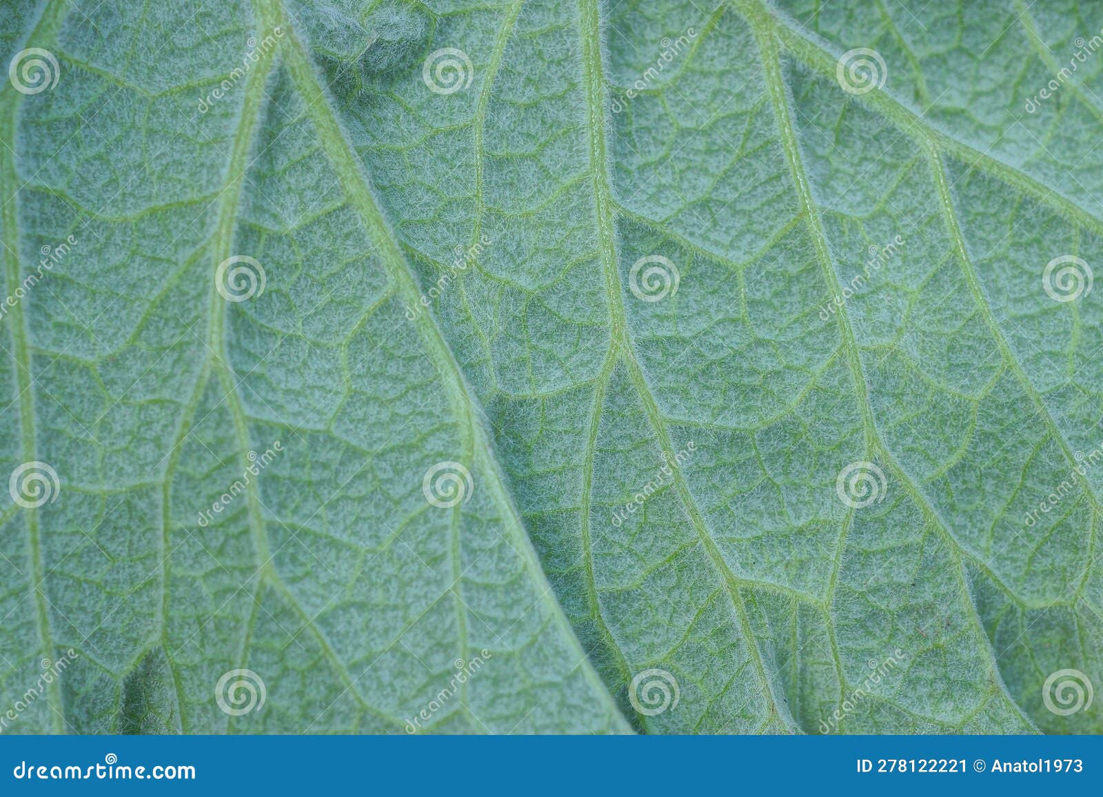 Texture from a Piece of a Large Leaf Stock Image - Image of design ...