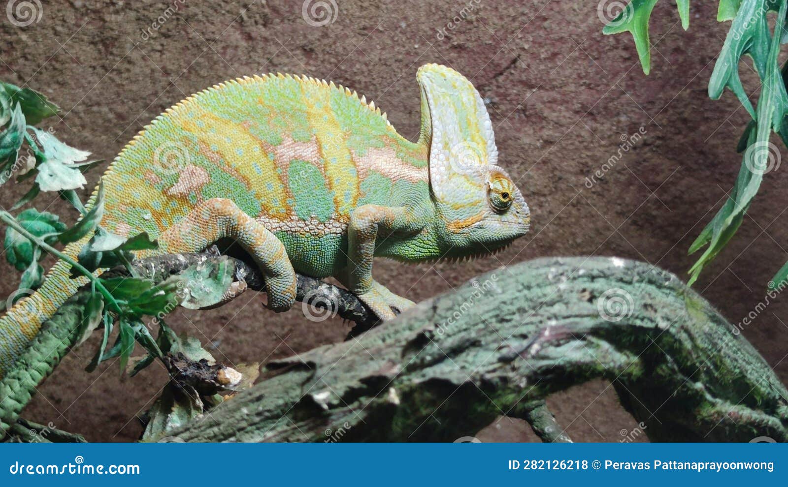 Green Veiled Chameleon Climbing Tree Stock Photo - Image of veiled ...