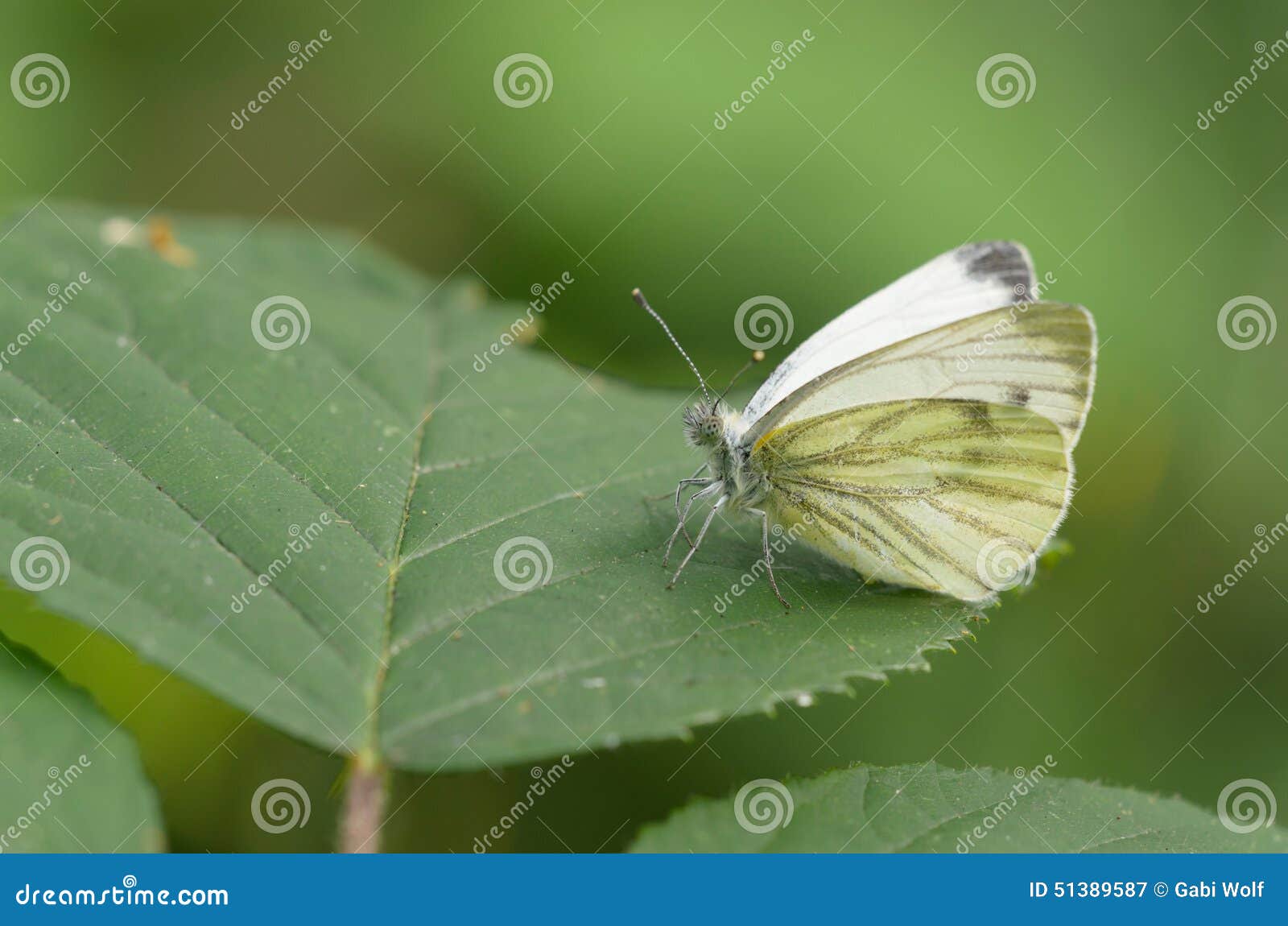 Green-veined White (Pieris Napi) Butterfly Royalty-Free Stock Photo ...