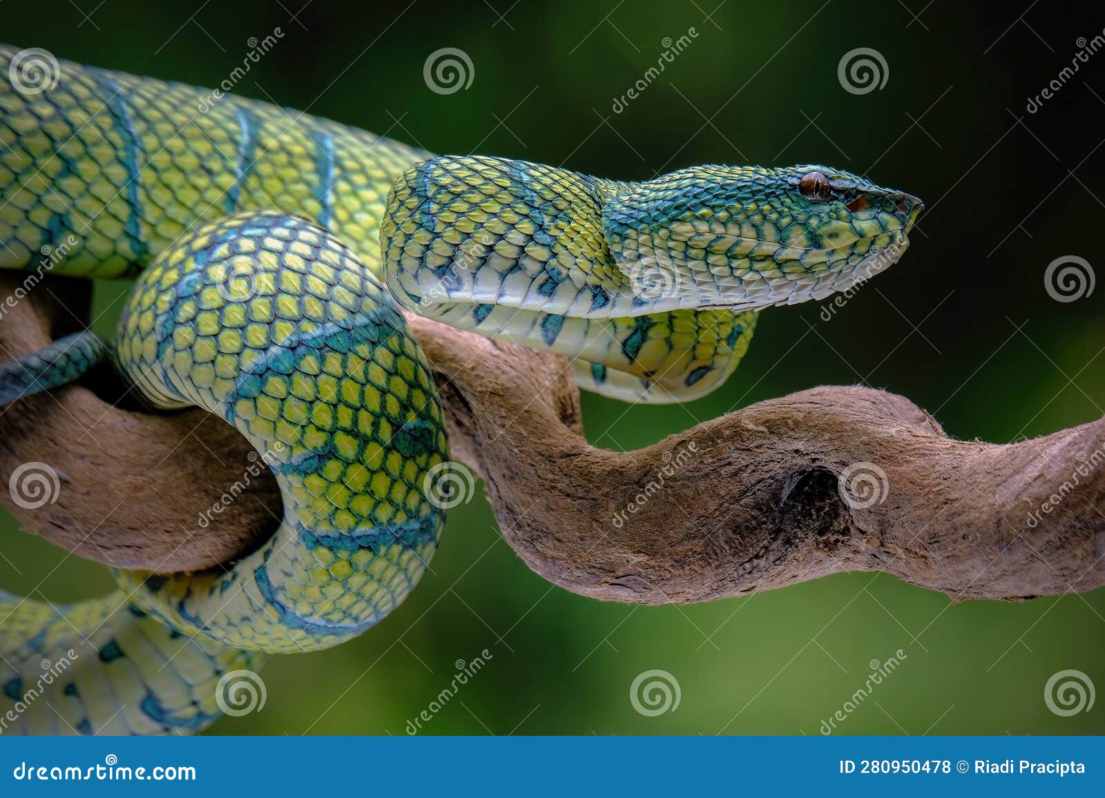 Green Venomous Snake on the Tree Stock Photo - Image of bite, nature ...