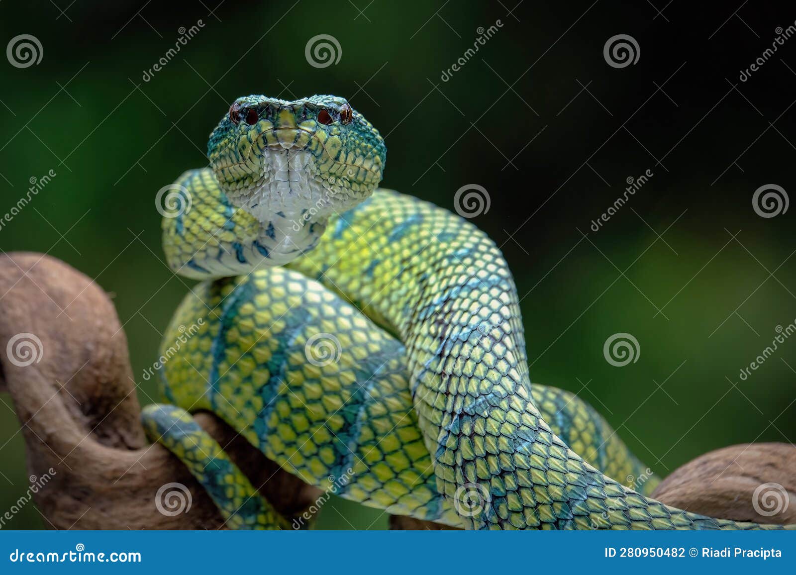 Green Venomous Snake on the Tree Stock Photo - Image of theme, viper ...
