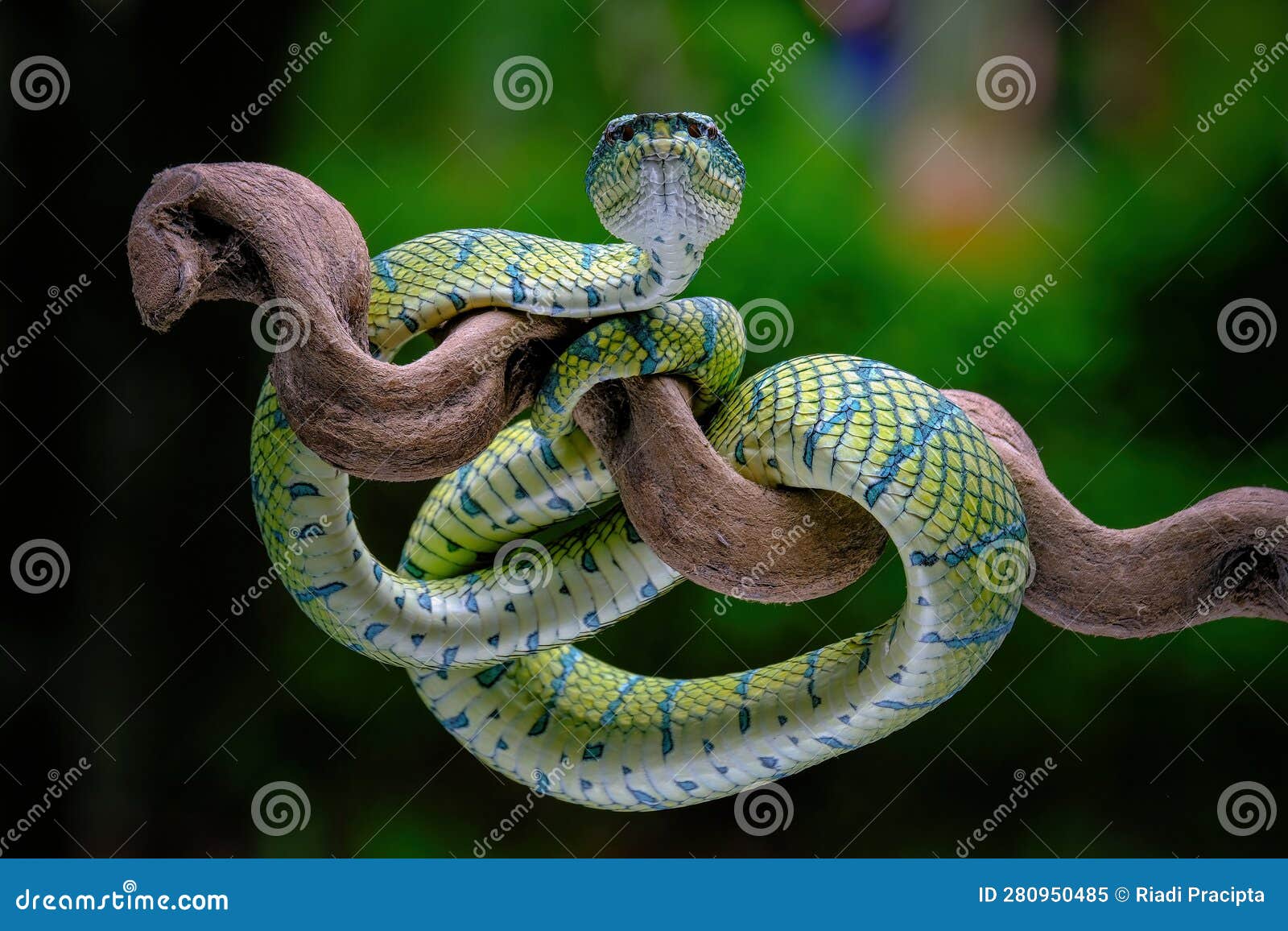 Green Venomous Snake on the Tree Stock Image - Image of fresh, isolated ...