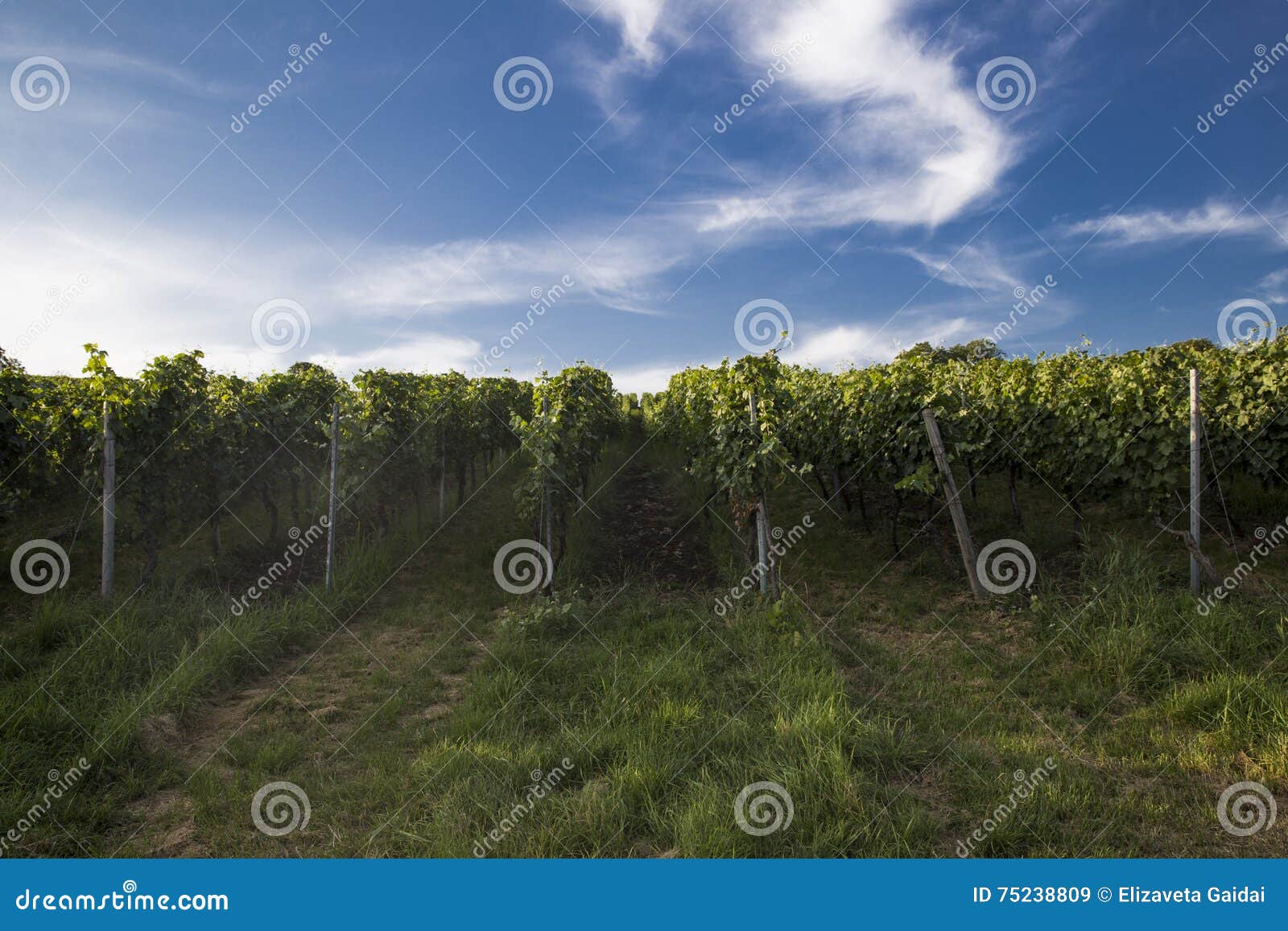 Green Vertical Rows of the Vineyard on the Background and the Bl Stock ...