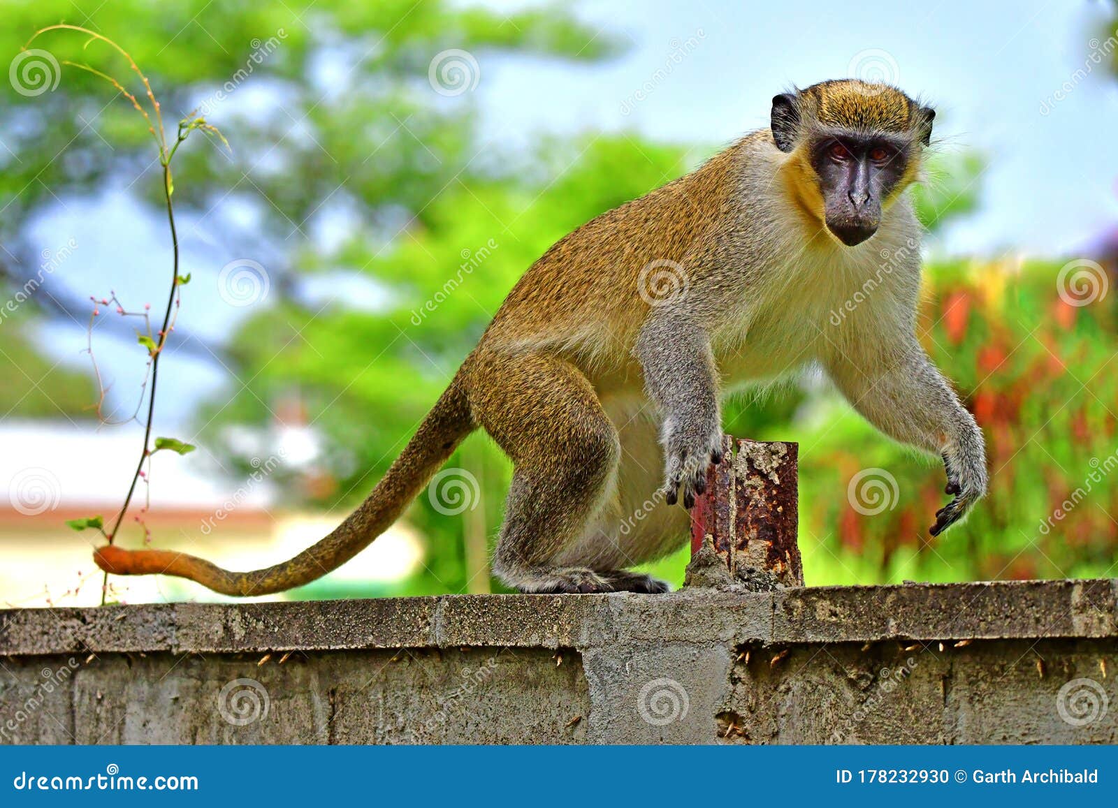 Green Vervet Monkey 3 stock photo. Image of animal, adorable - 178232930