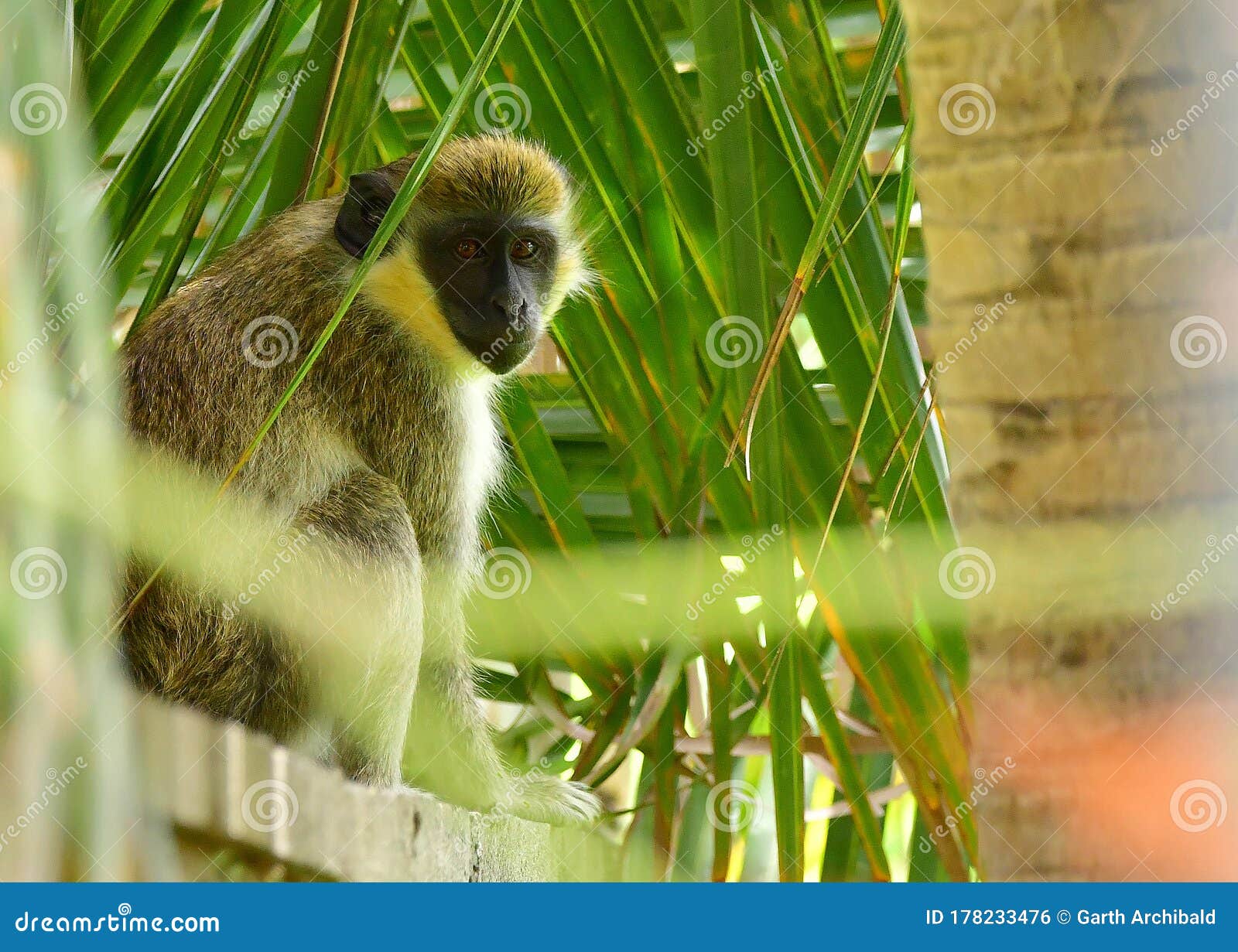 Green Vervet Monkey 4 stock photo. Image of food, tree - 178233476