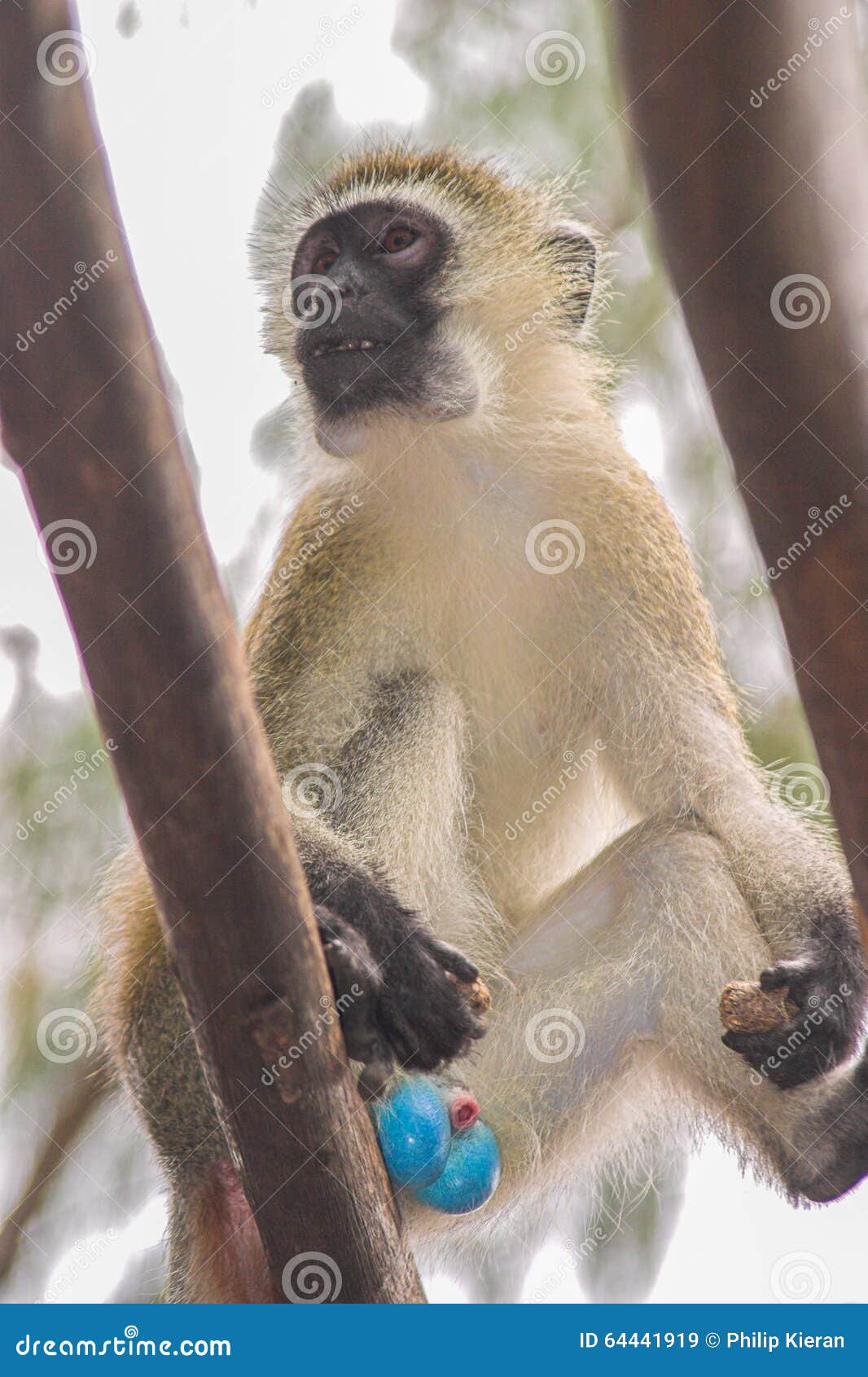 Green vervet monkey stock image. Image of green, safari - 64441919