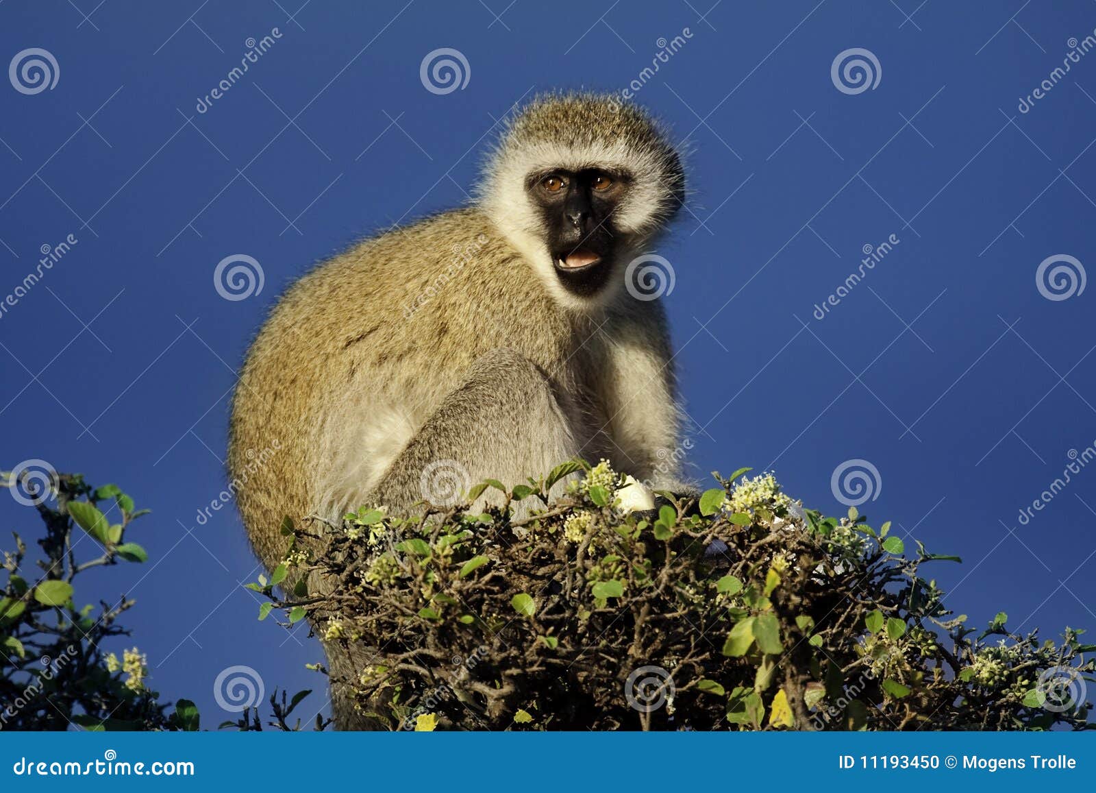 Green Vervet Monkey, Serengeti Stock Photo - Image of vervet, safari ...