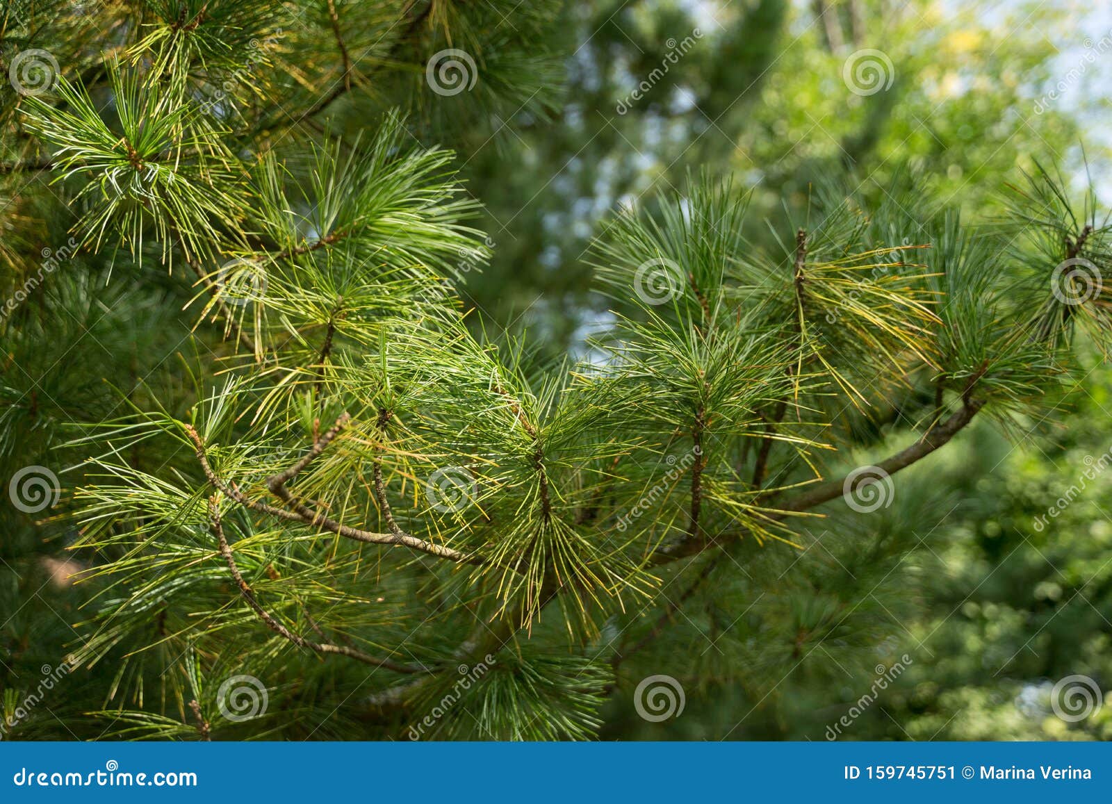 Green and Fluffy Tree Branches - Cedar Stock Image - Image of card ...