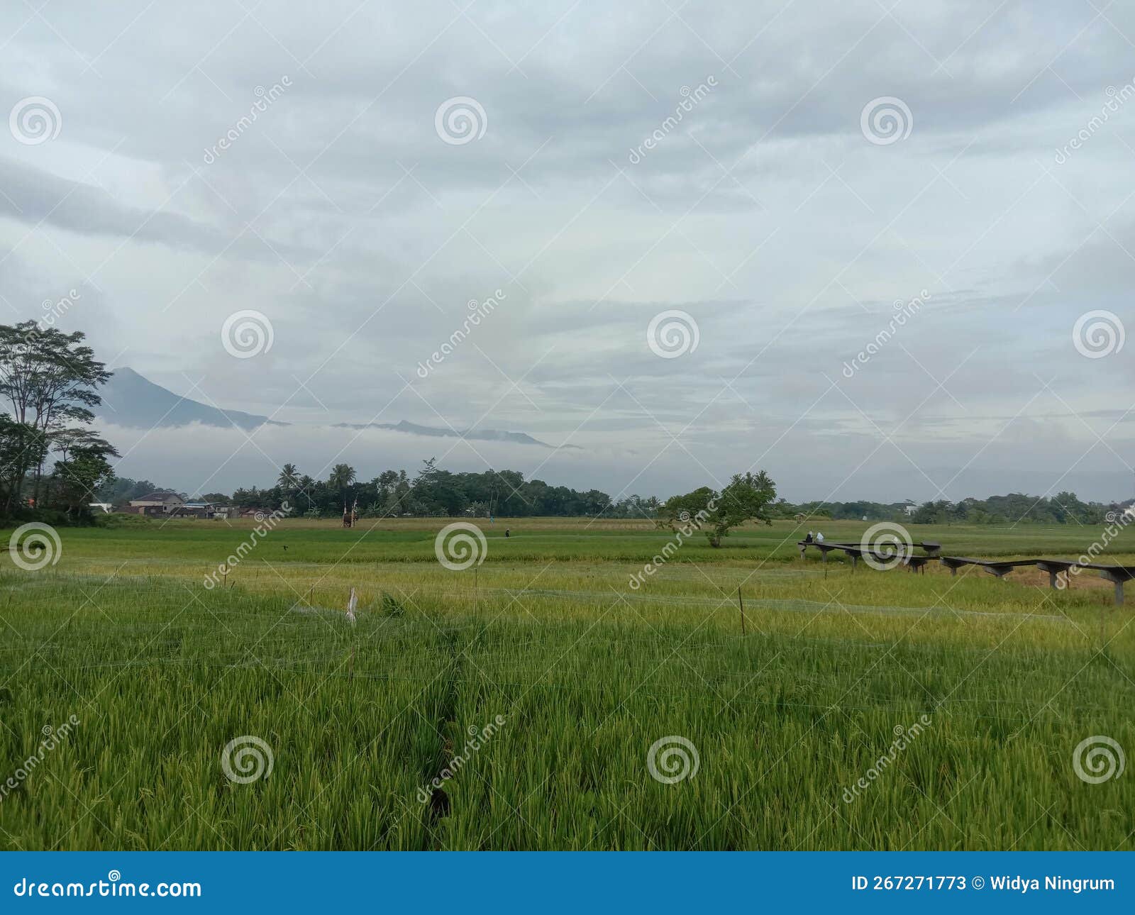 Green and Very Wide Rice Fields Stock Image - Image of fields, green ...