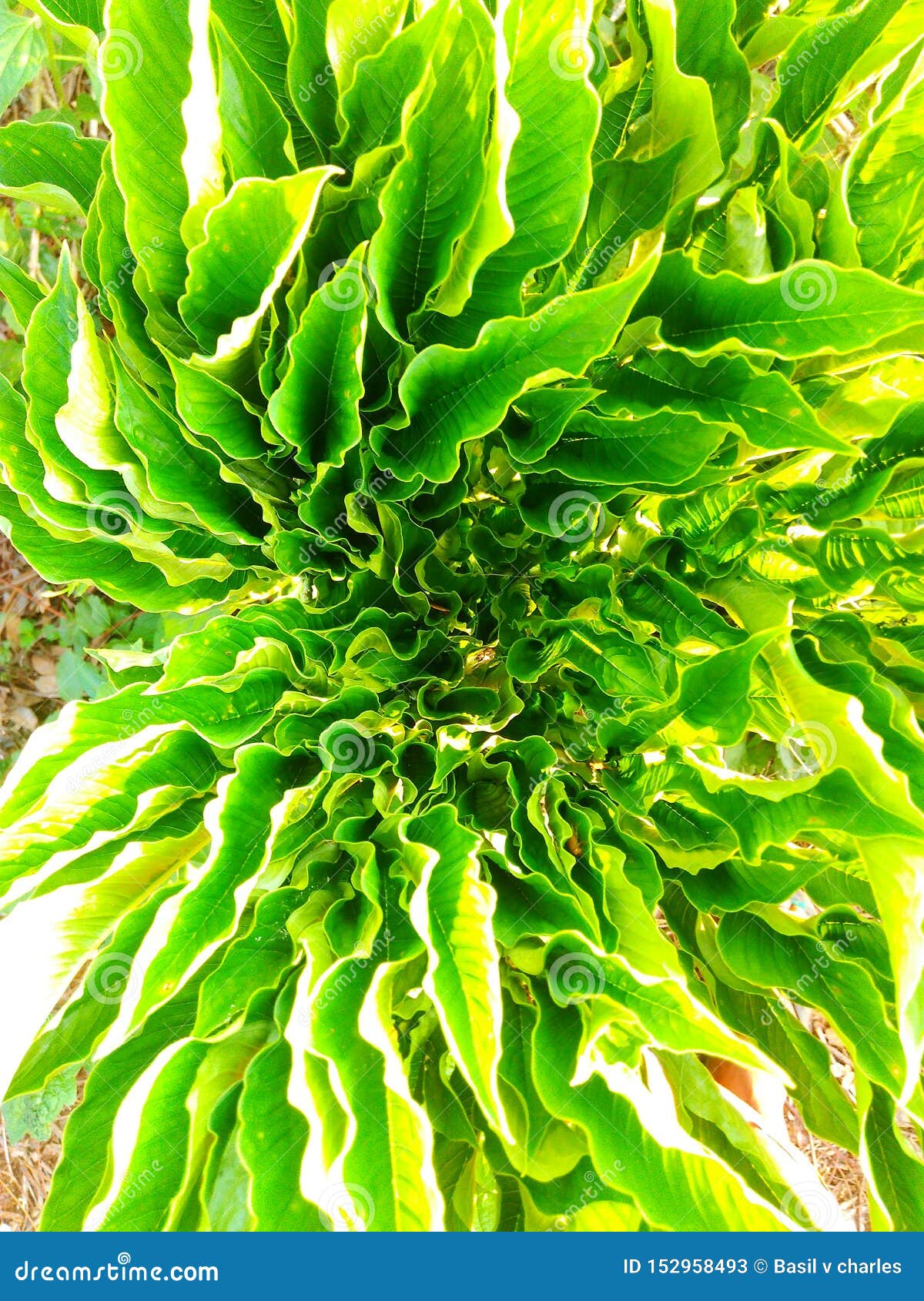 Green vibe stock image. Image of chembu, nature, vibe - 152958493