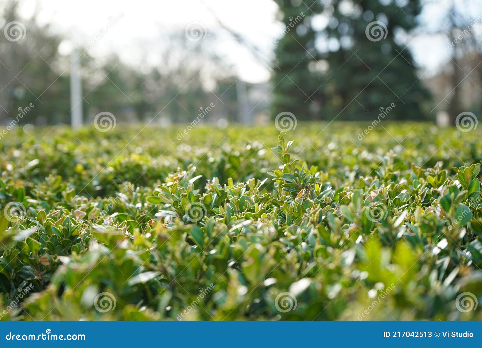 Vibrant Boxwood Bush Texture. Light Green Bush Texture. Green Shrub In ...