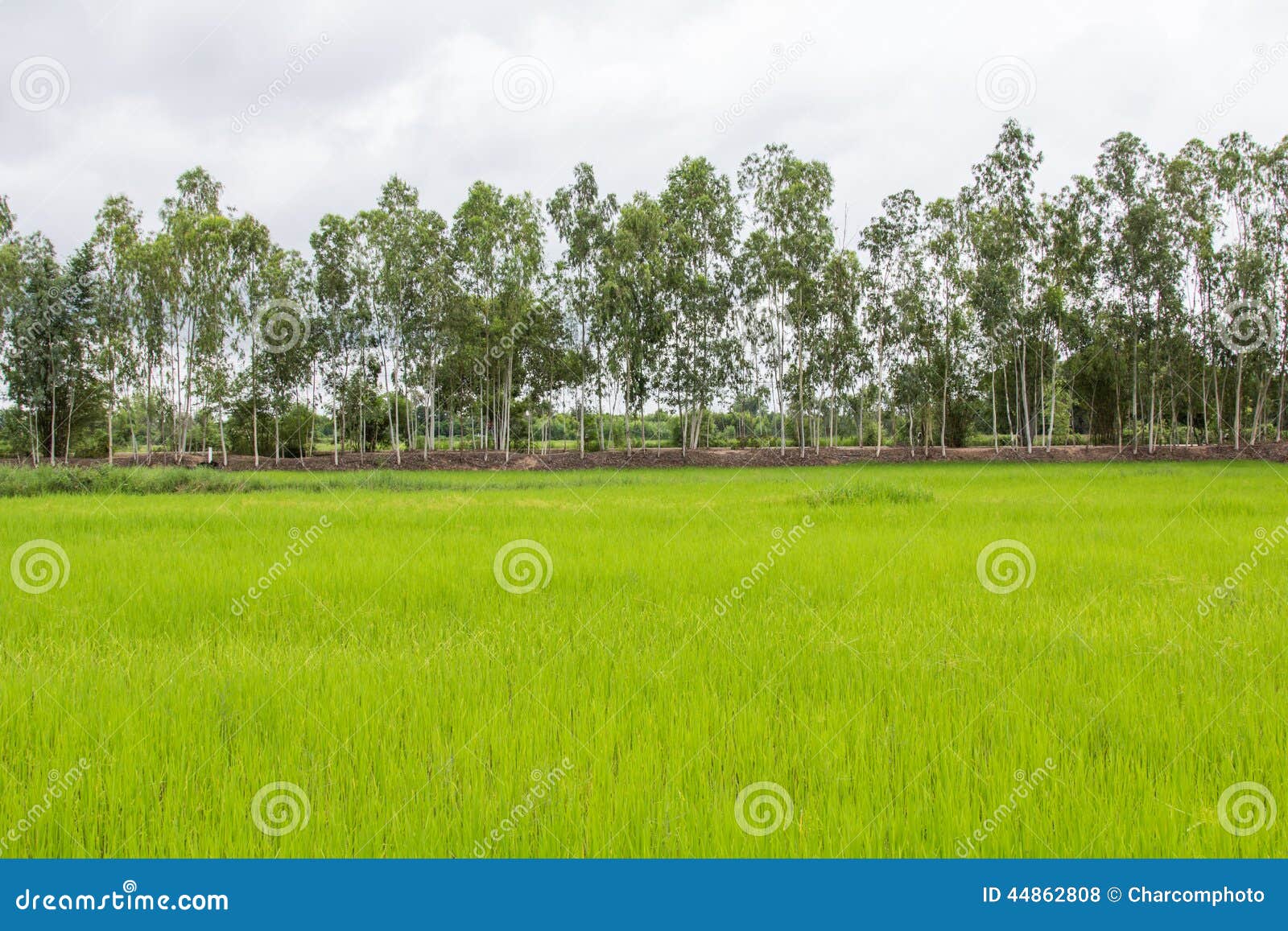 Green View of Paddy Rice Field in Sekinchan Selangor Stock Photo ...