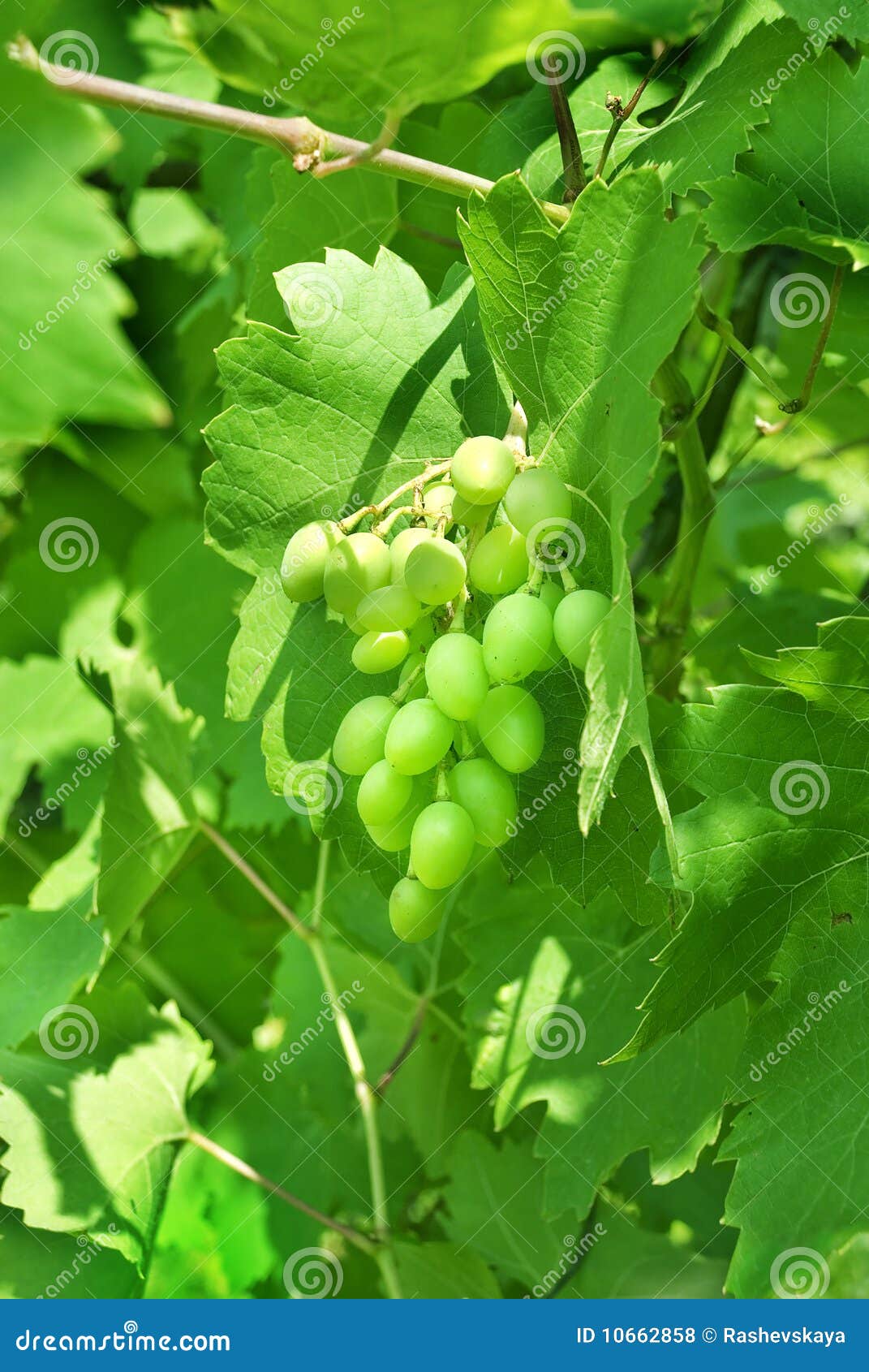 Green vine stock photo. Image of color, crop, foreground - 10662858