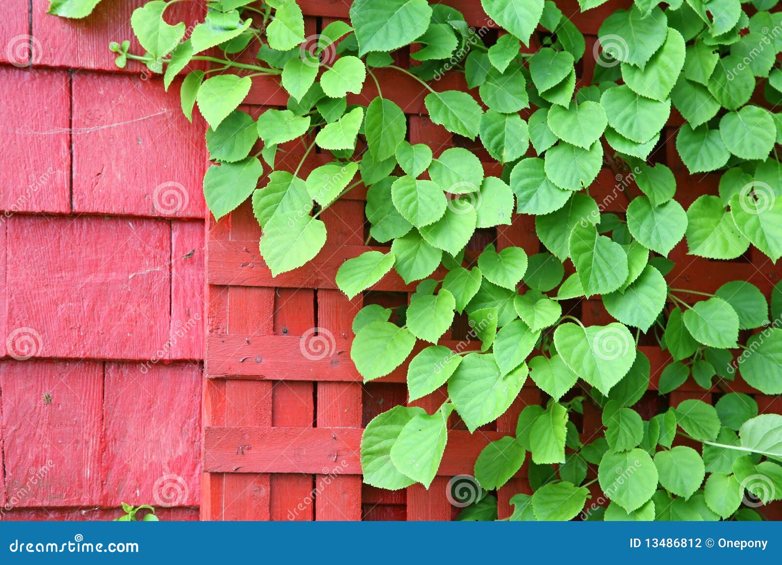 Green Vine stock photo. Image of lush, plant, growth - 13486812