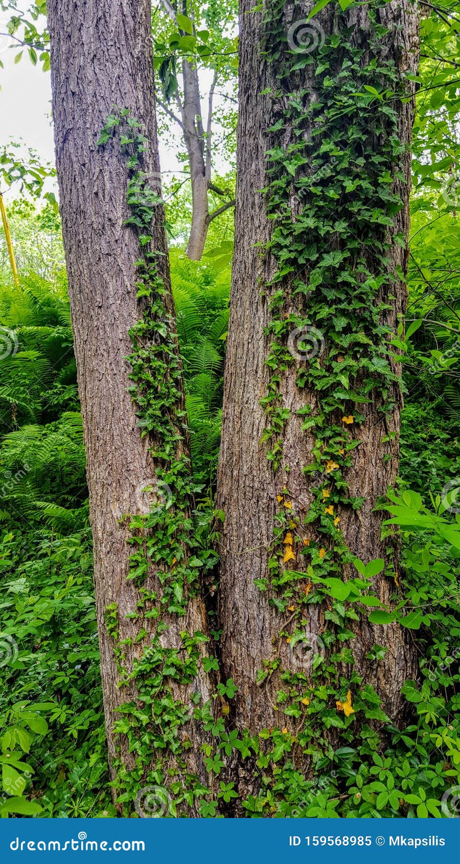 Green Vine Climbing Up Tree Trunks Stock Image - Image of separate ...