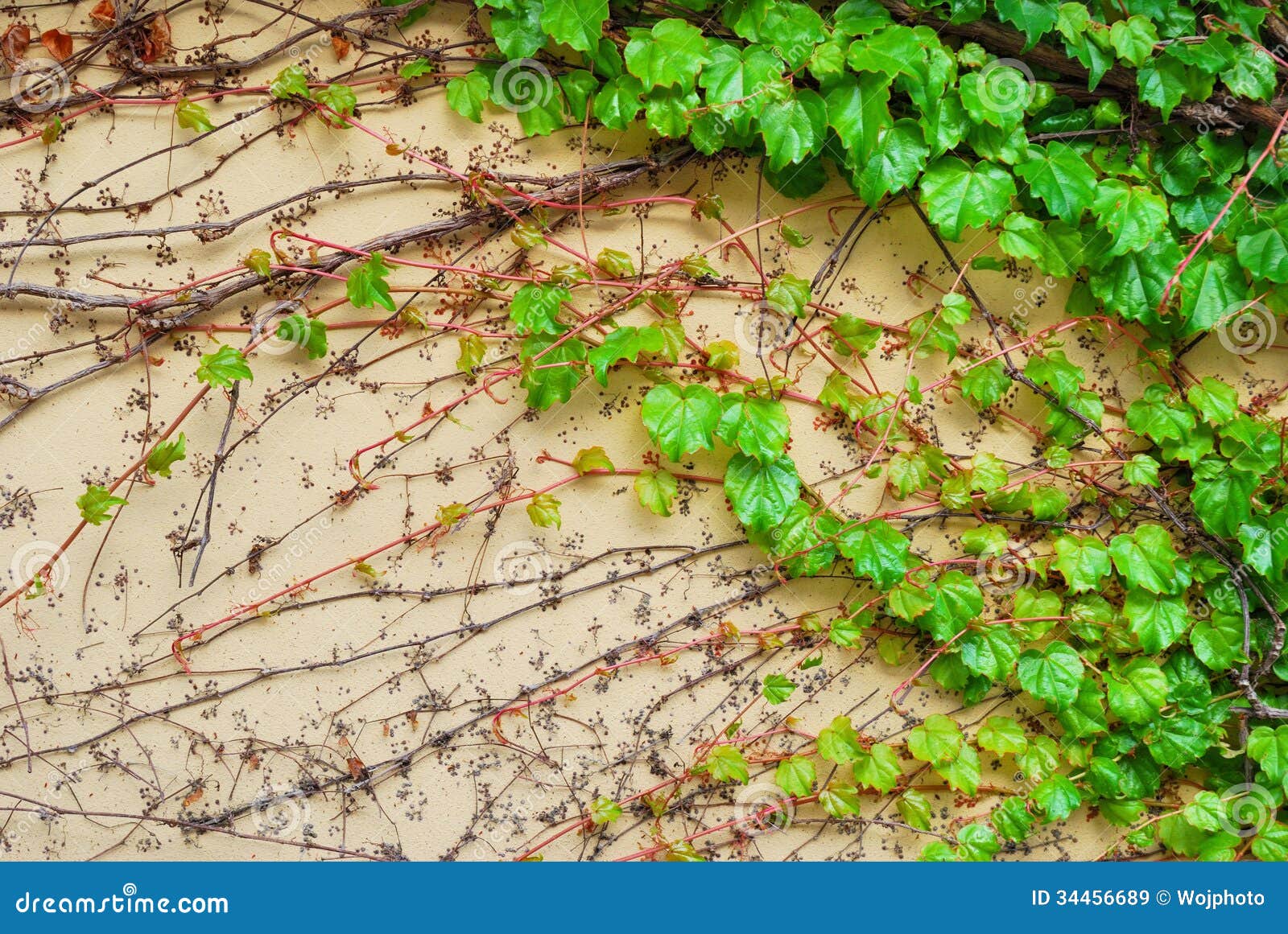 Vine Creeper On Yellow Wall - Italian Style Background Texture Royalty ...