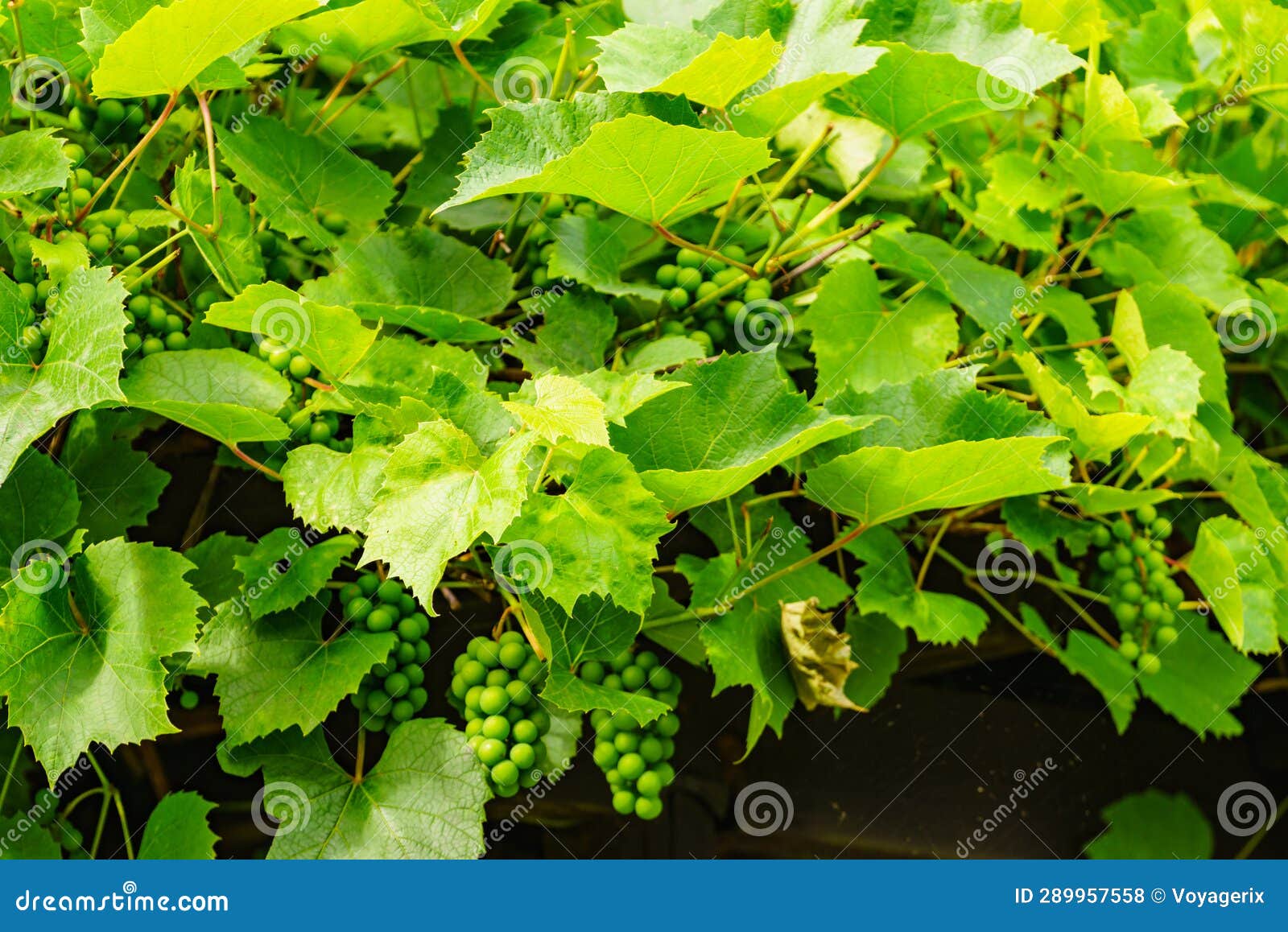 Green vine grapes on tree stock photo. Image of house - 289957558