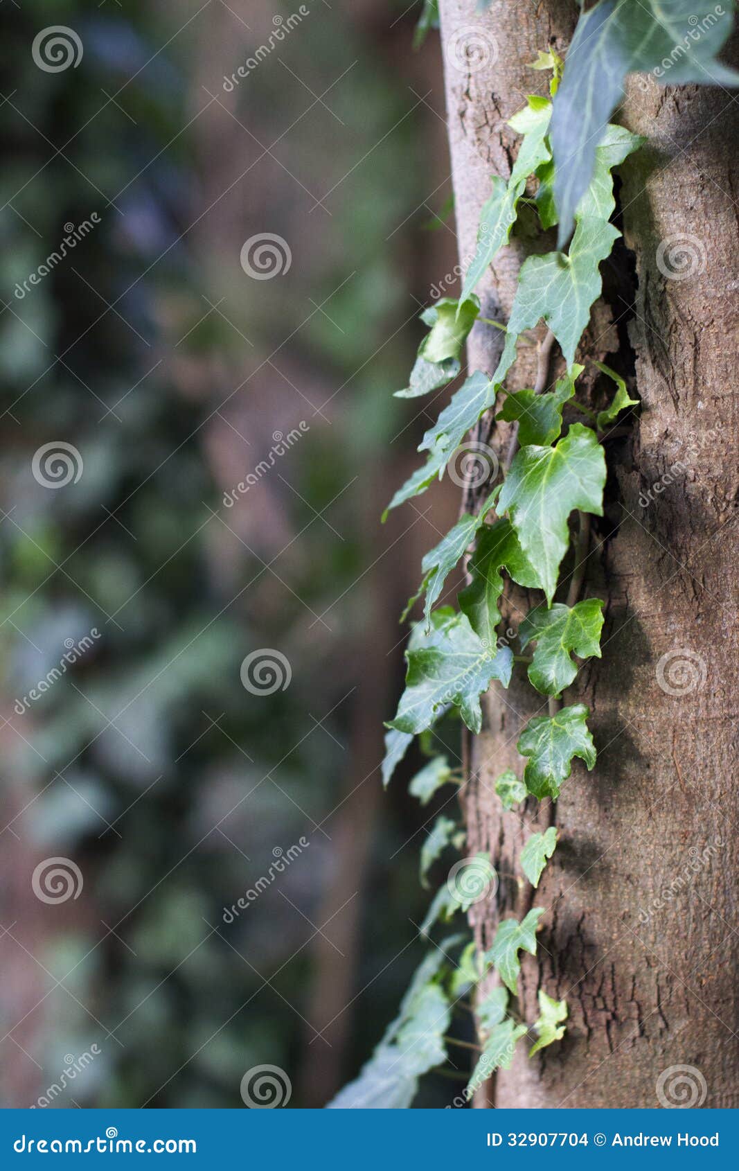 Green Vine Growing On Tree Stock Photography | CartoonDealer.com #32907704