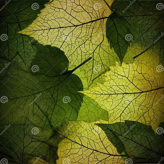 Green vine leaves stock illustration. Illustration of background ...