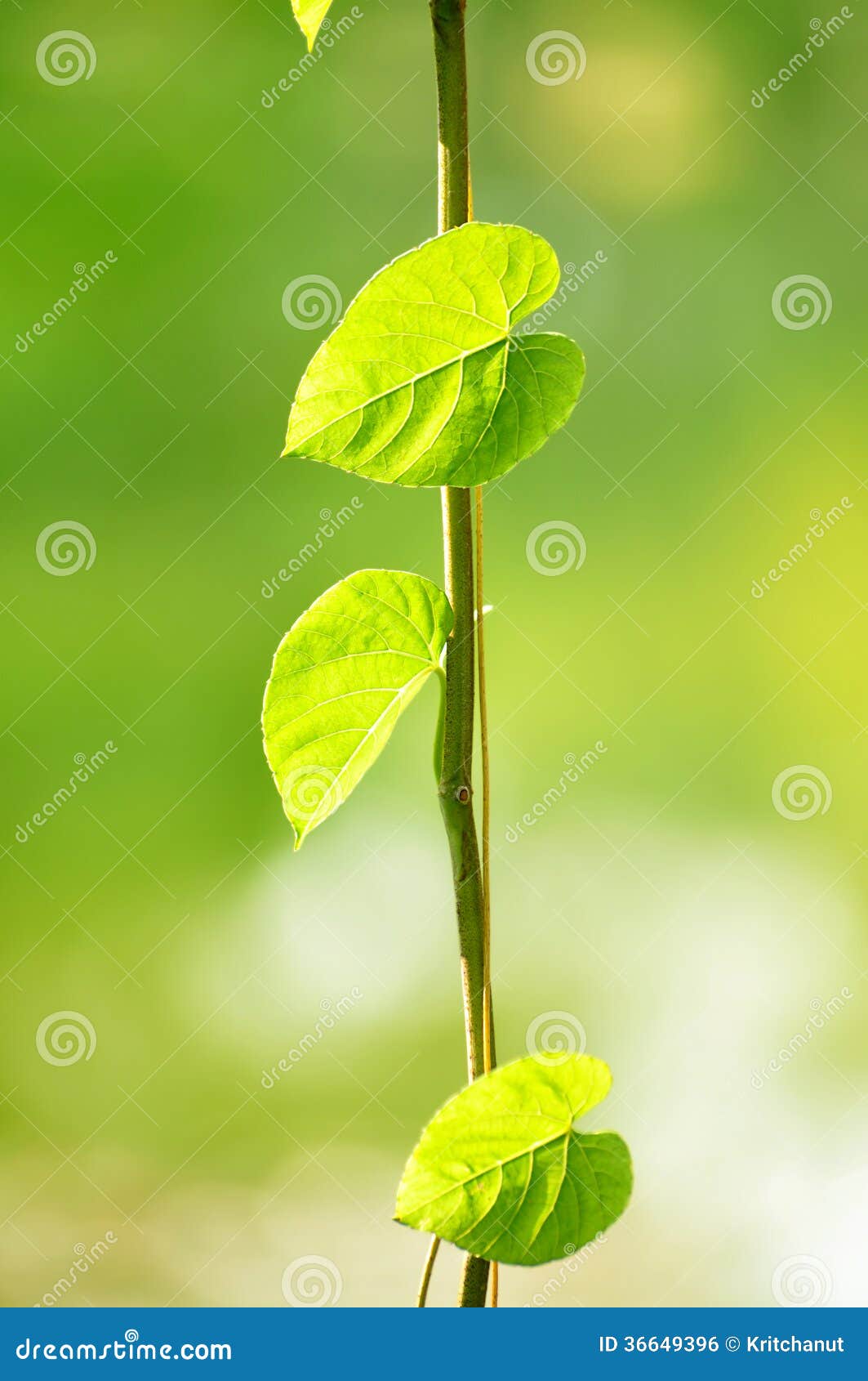 Green vine leaves stock photo. Image of stalk, wild, botany - 36649396