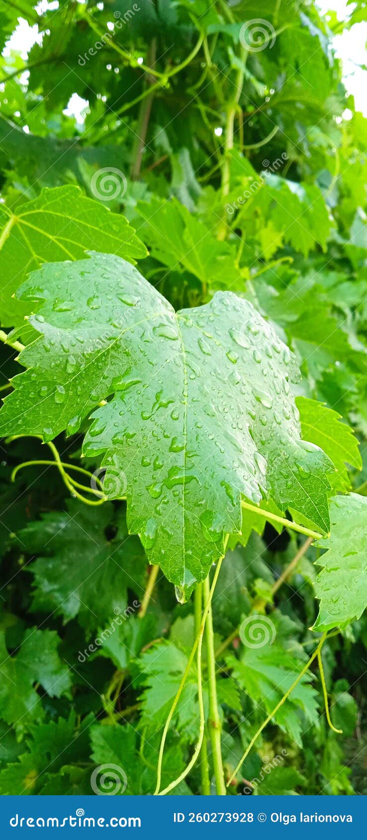 Green Vine Leaves with Raindrops. Stock Photo - Image of vegetable ...