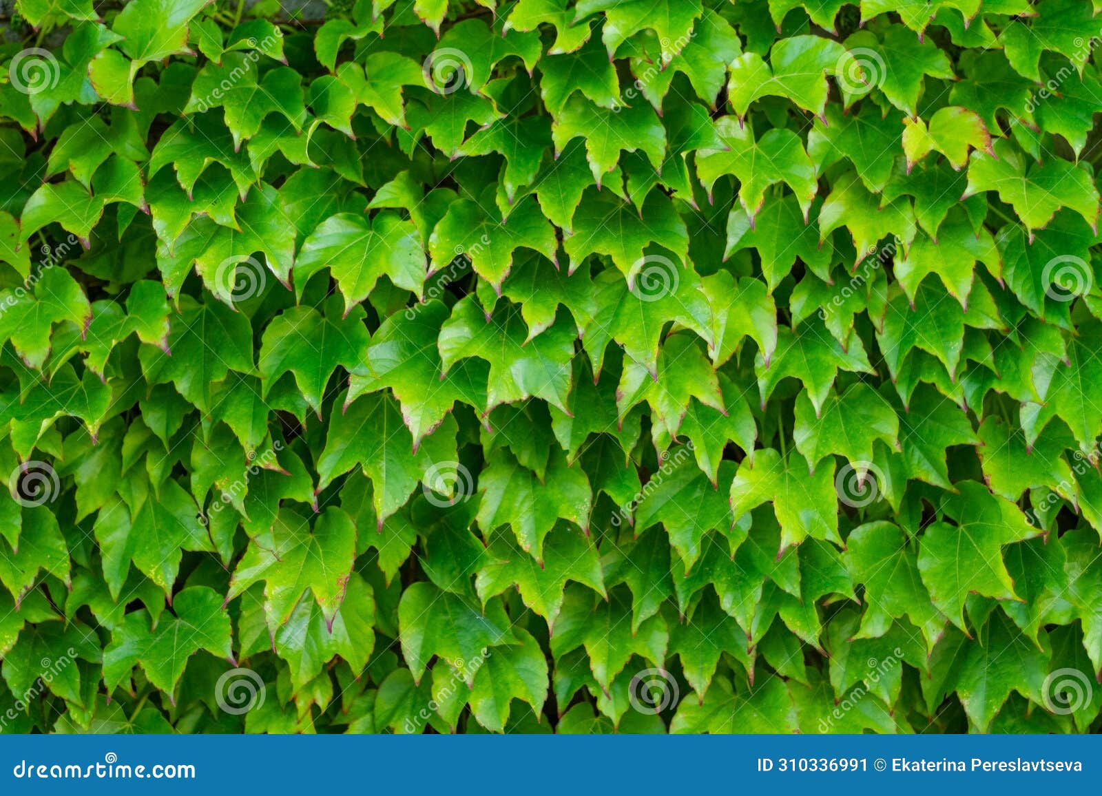 A Green Vine with Leaves is Shown in Image Stock Image - Image of ...