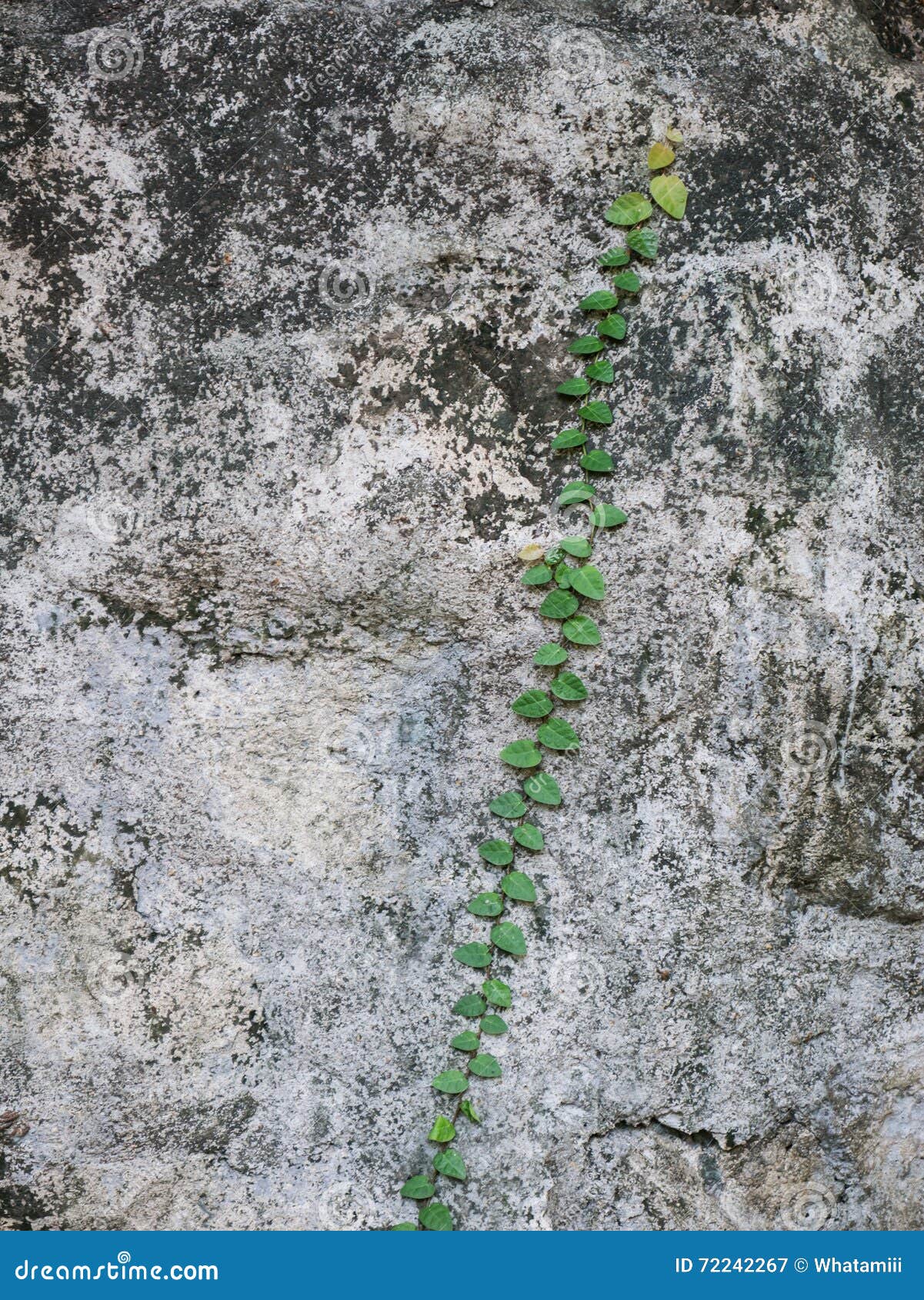 Green Vine on the Rock Looking for Sunlight is Still a Life Stock Image ...