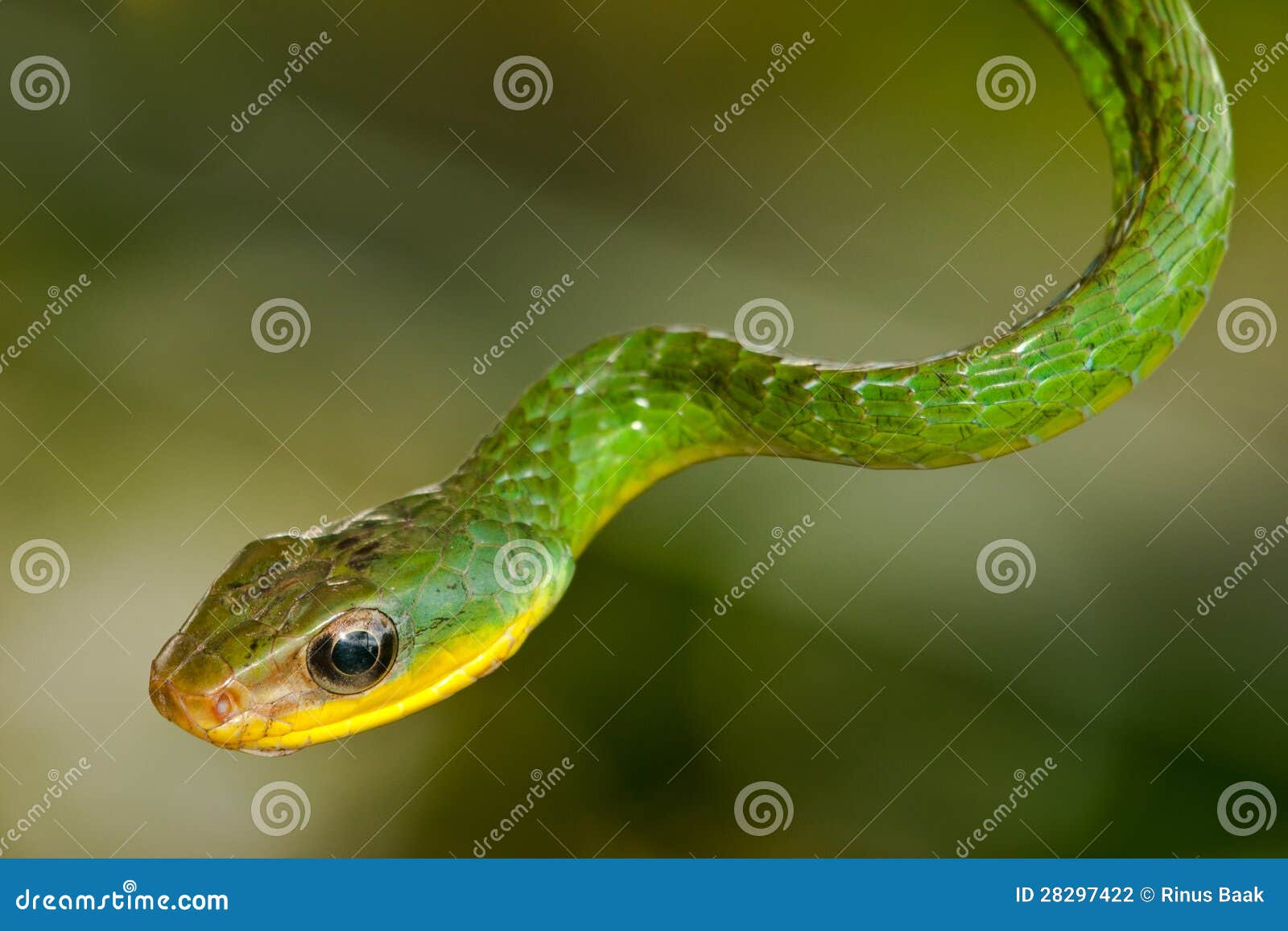 Vine Snake