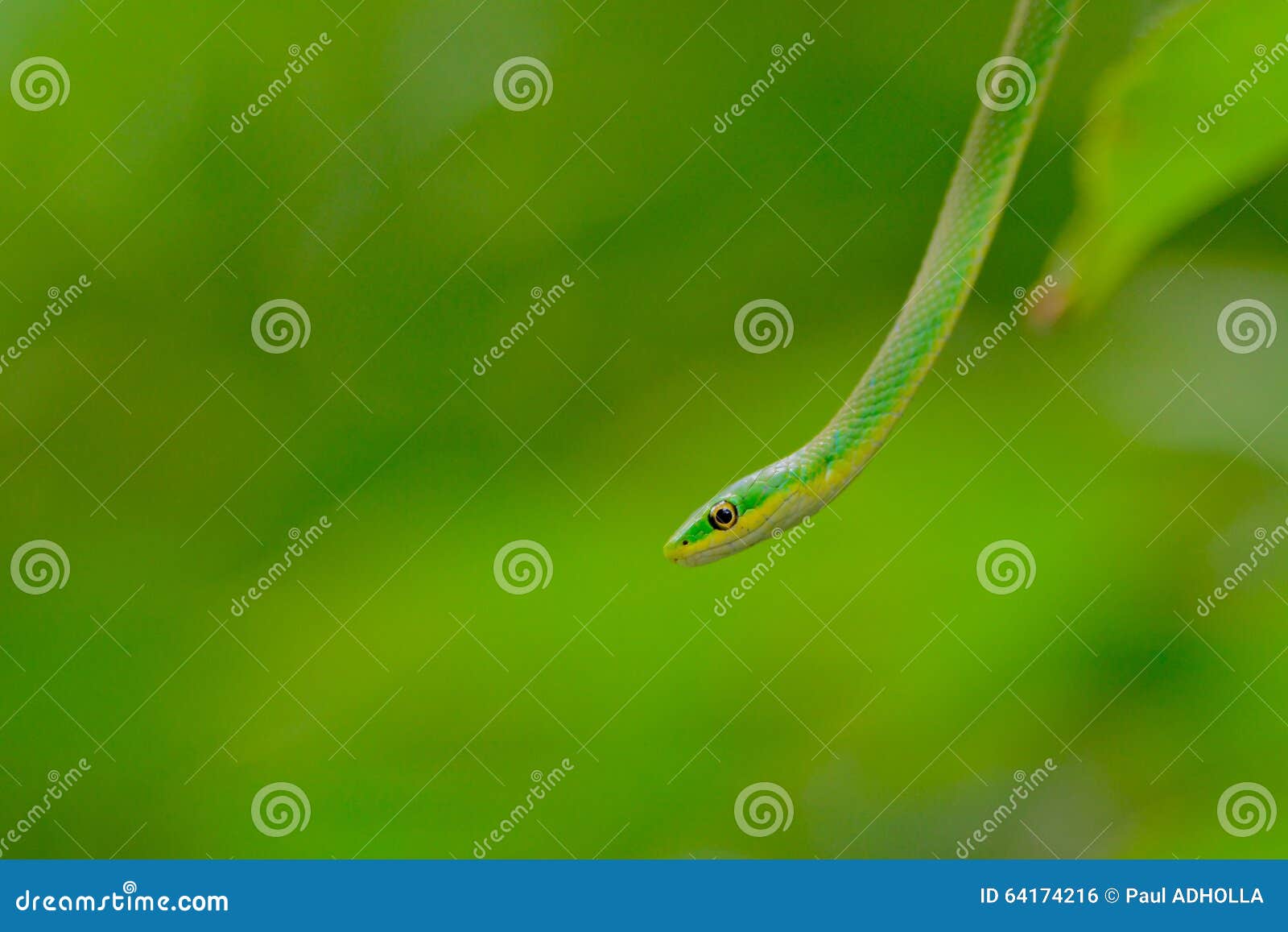 Green vine snake stock photo. Image of serpent, green - 64174216