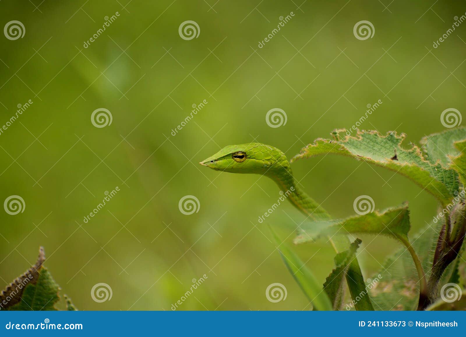Green Vine Snake Side Profile Stock Image - Image of insect, meadow ...