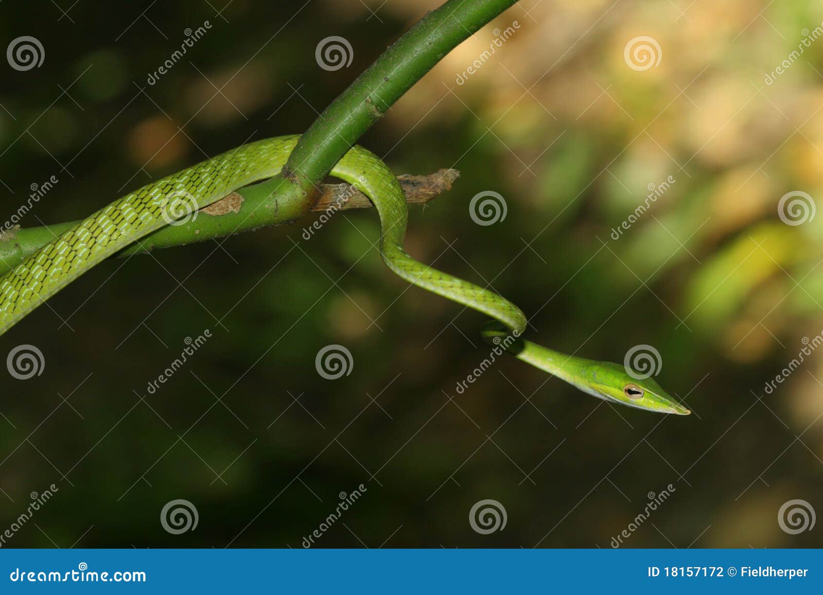 Green vine snake in a tree stock photo. Image of poisonous - 18157172