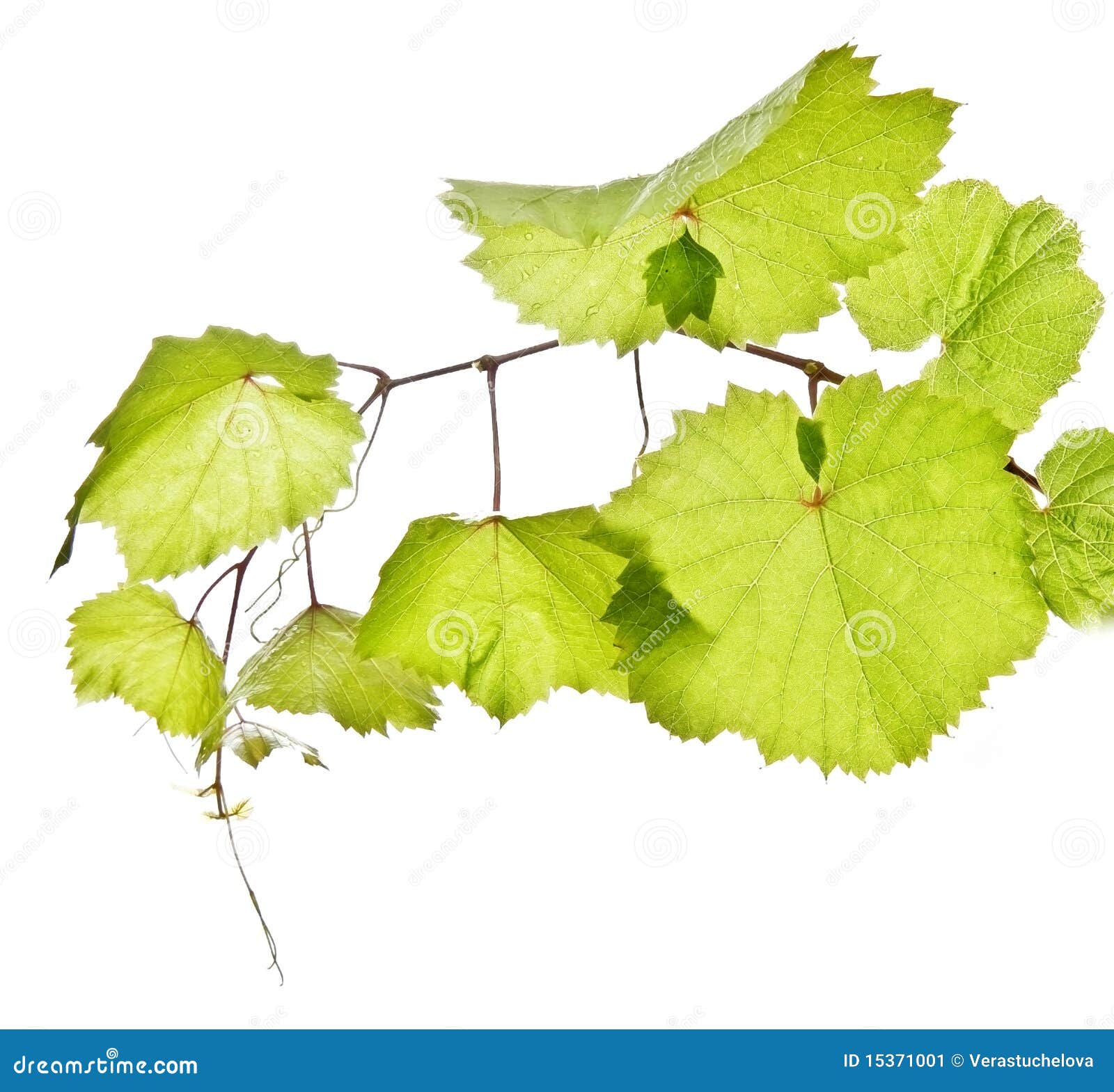 Green vine twig stock image. Image of growing, close - 15371001