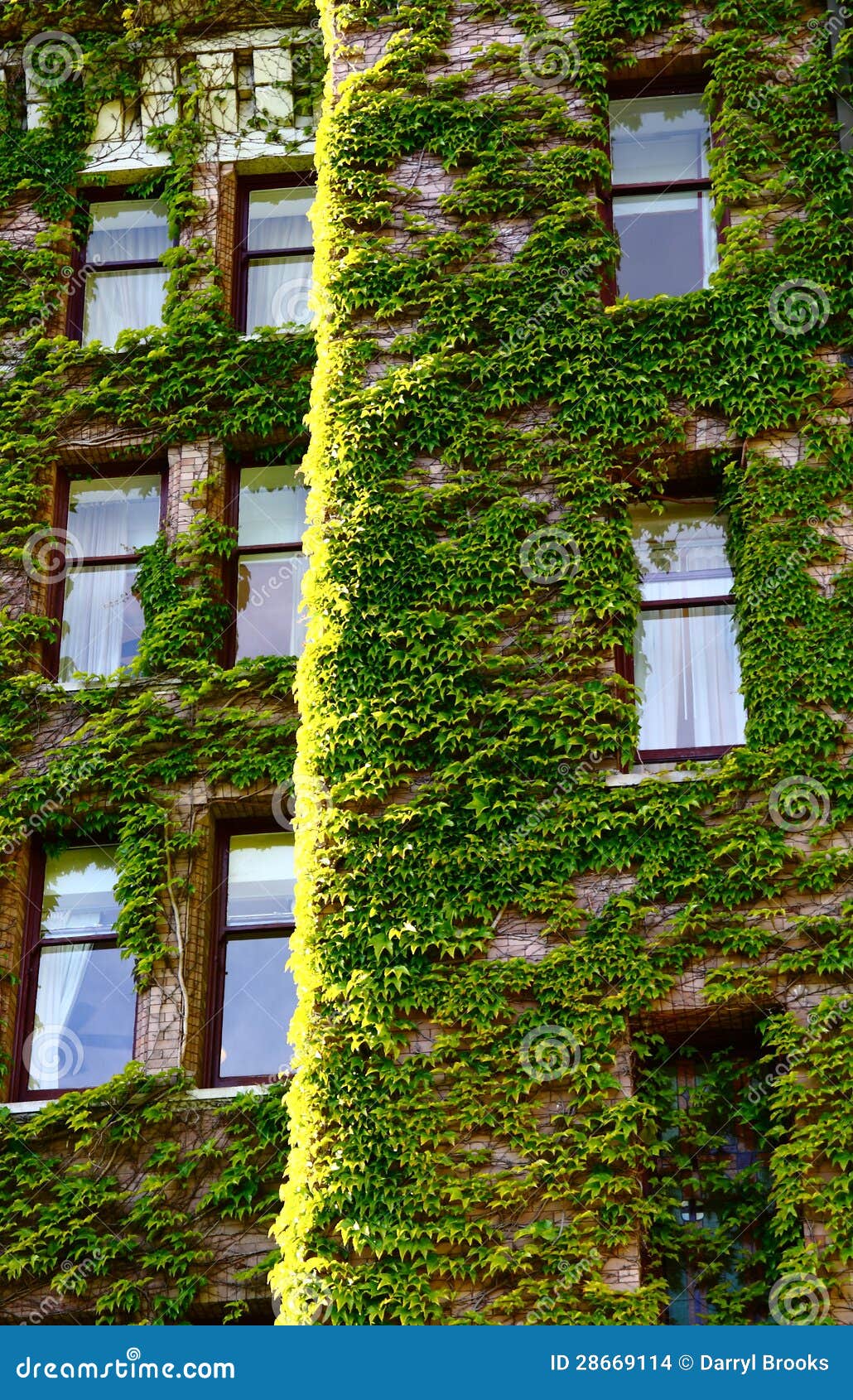Green Vines Around Old Windows Stock Photo - Image of vines, windows ...